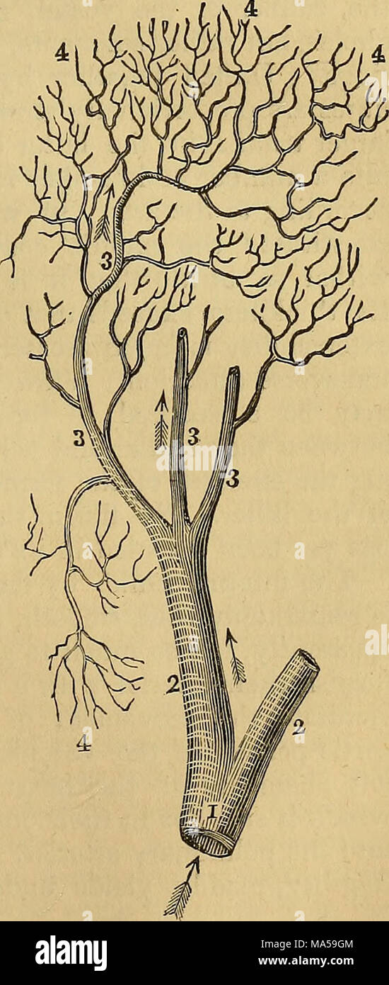 . Elements of pathological anatomy Stock Photo - Alamy