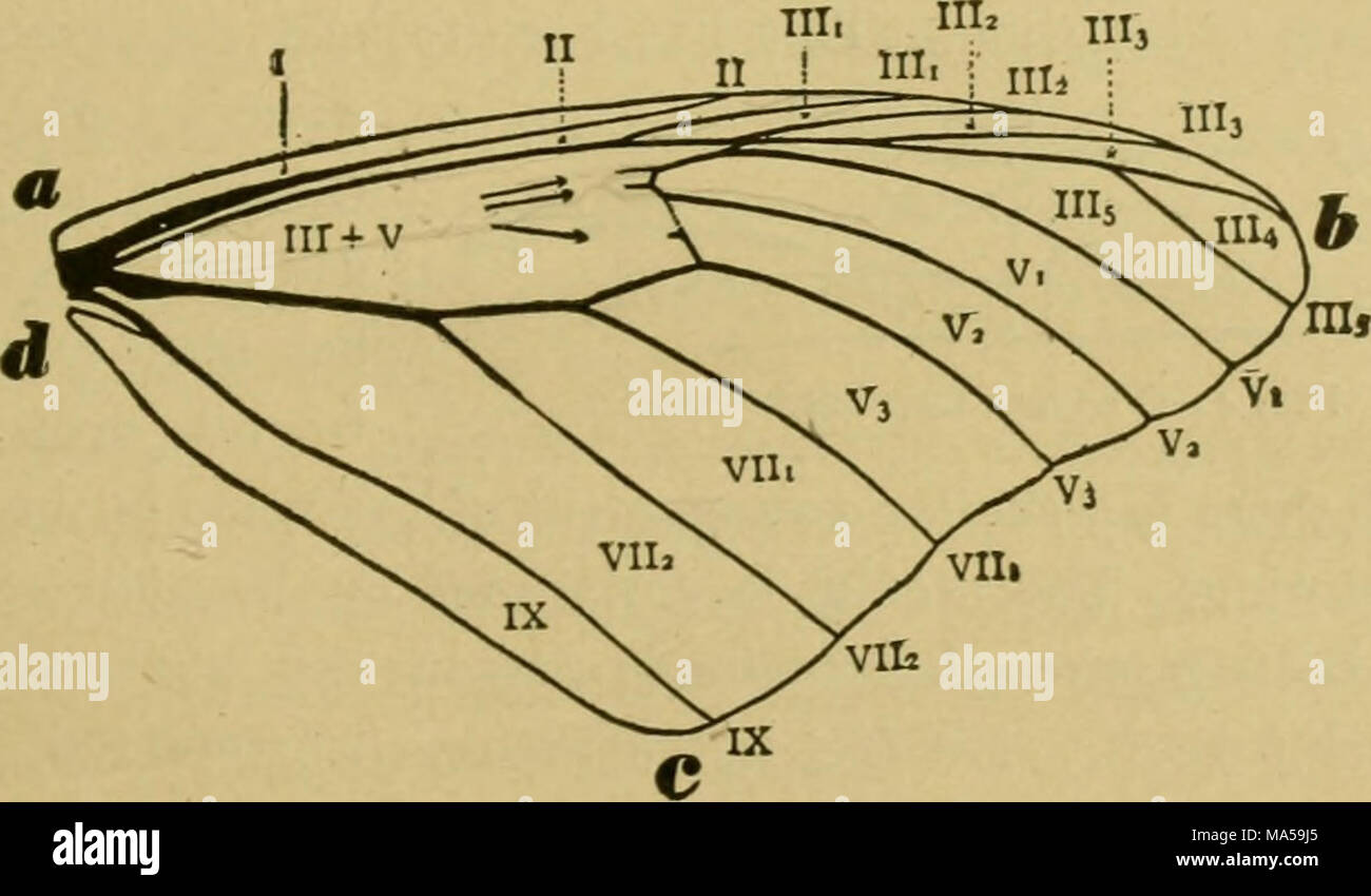 . The elements of insect anatomy : an outline for the use of students ...