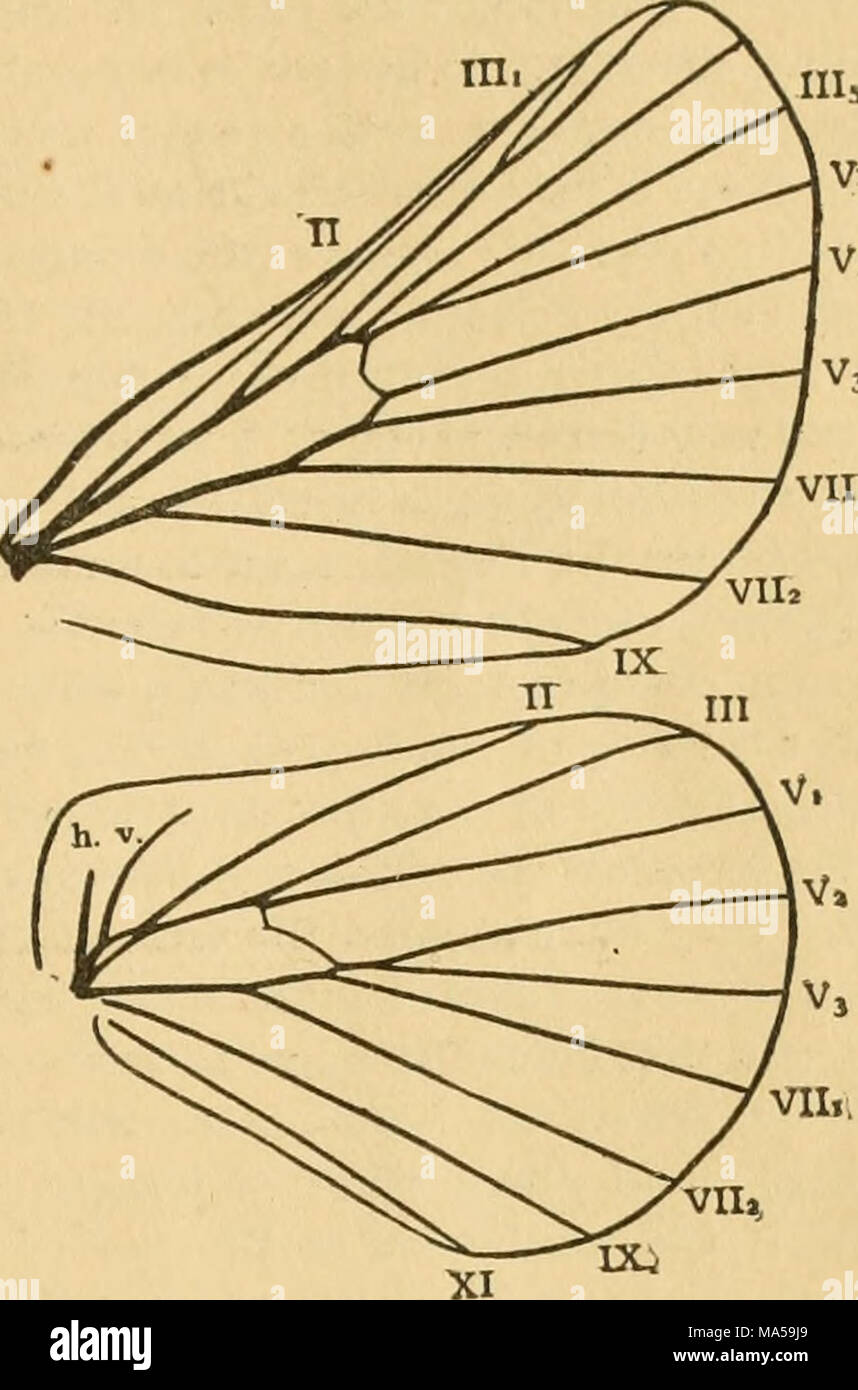 . The elements of insect anatomy; an outline for the use of students in ...