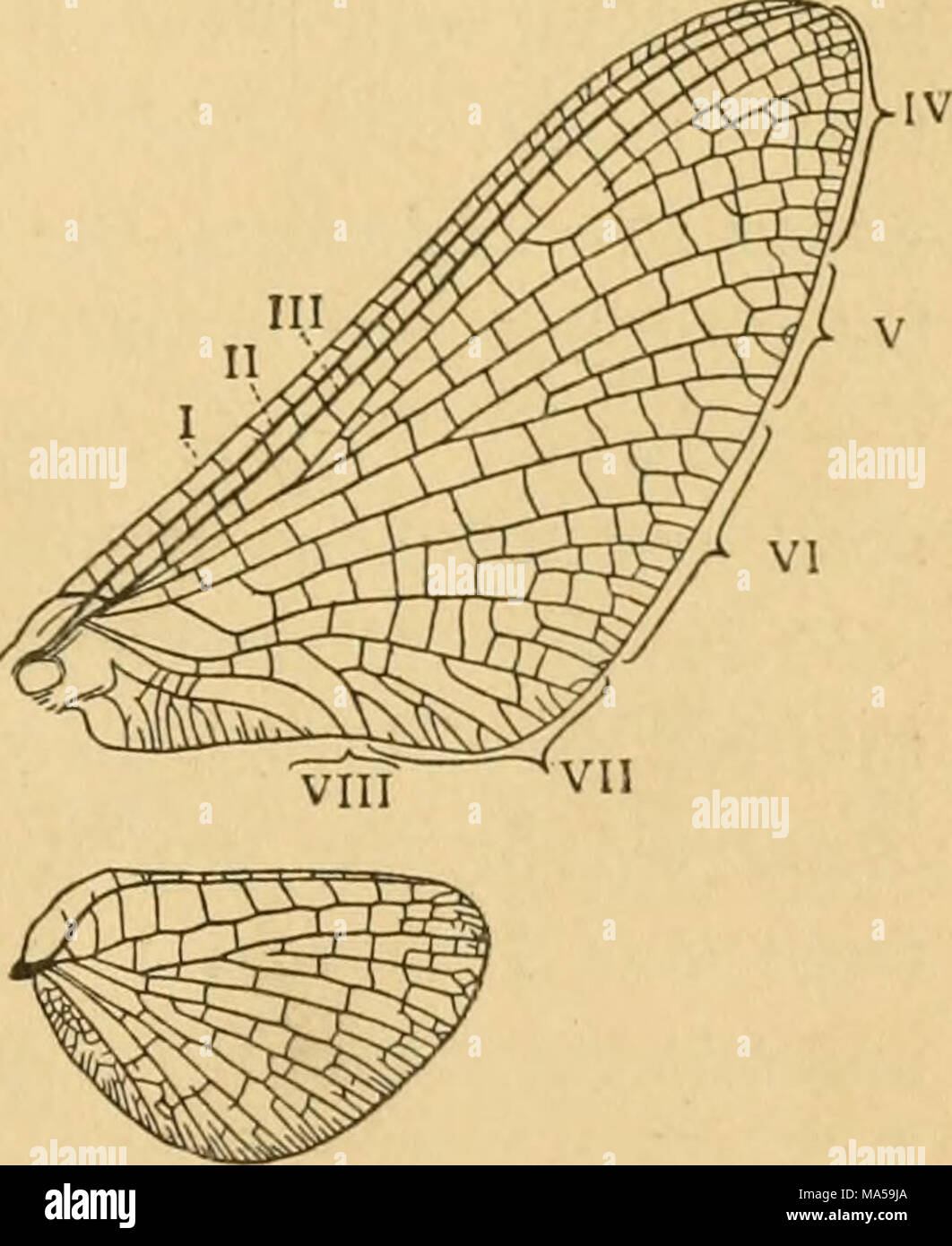 . The elements of insect anatomy; an outline for the use of students in ...