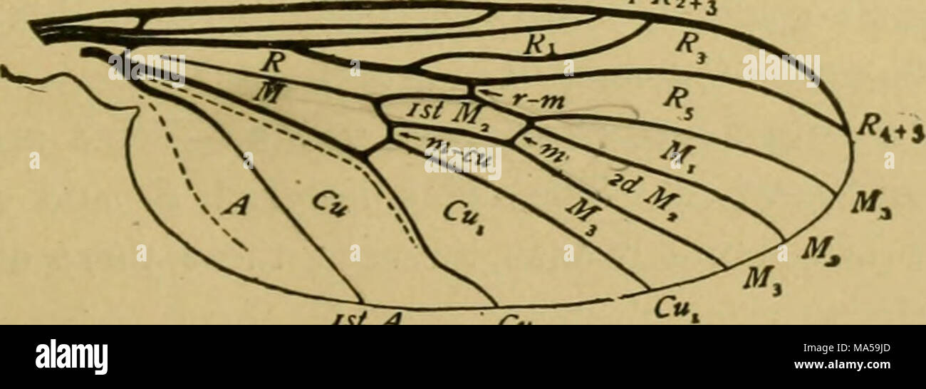 . The elements of insect anatomy : an outline for the use of students ...