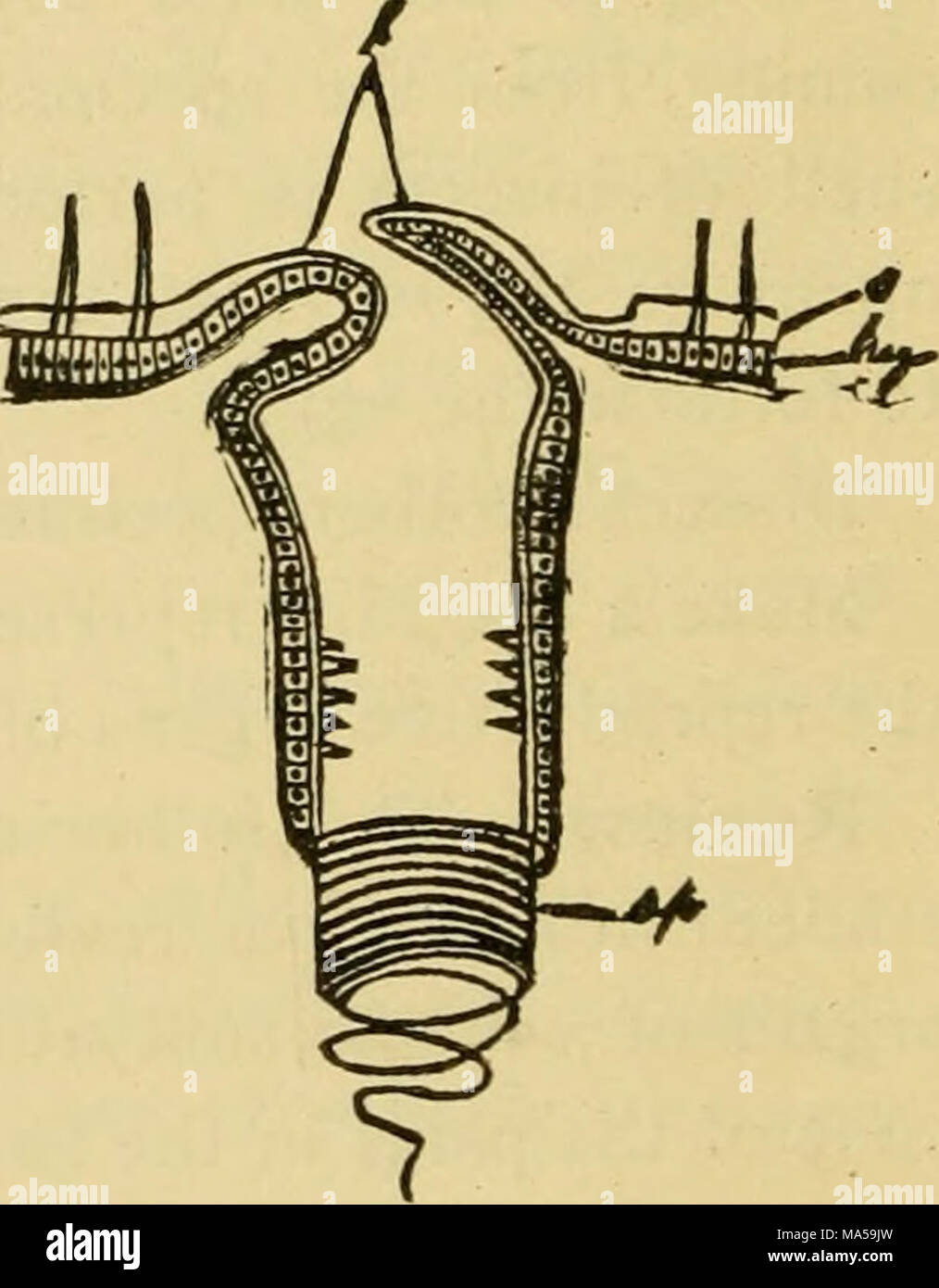 . The elements of insect anatomy : an outline for the use of students ...