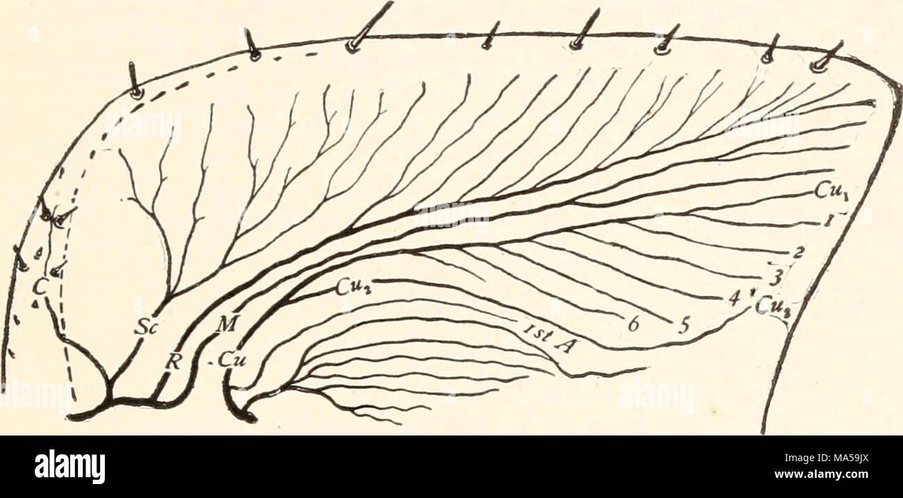 . The elements of insect anatomy; an outline for the use of students in ...