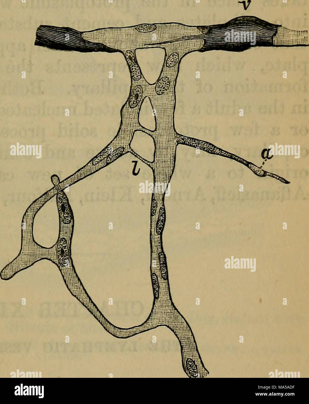 . Elements of histology Stock Photo - Alamy