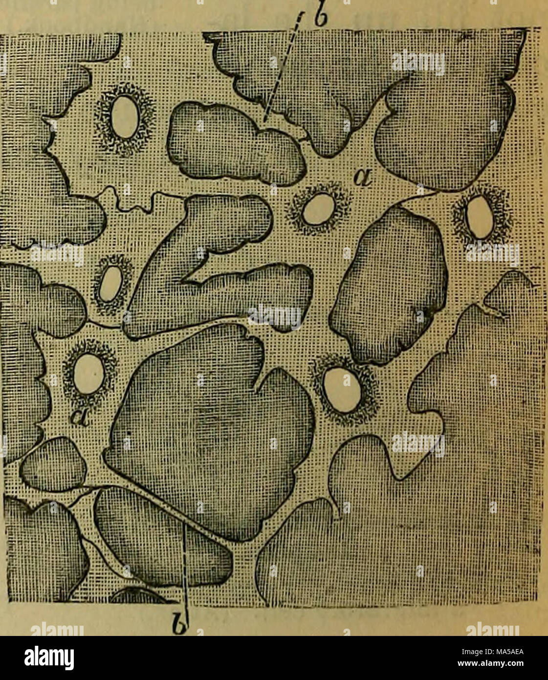 . Elements of histology Stock Photo - Alamy