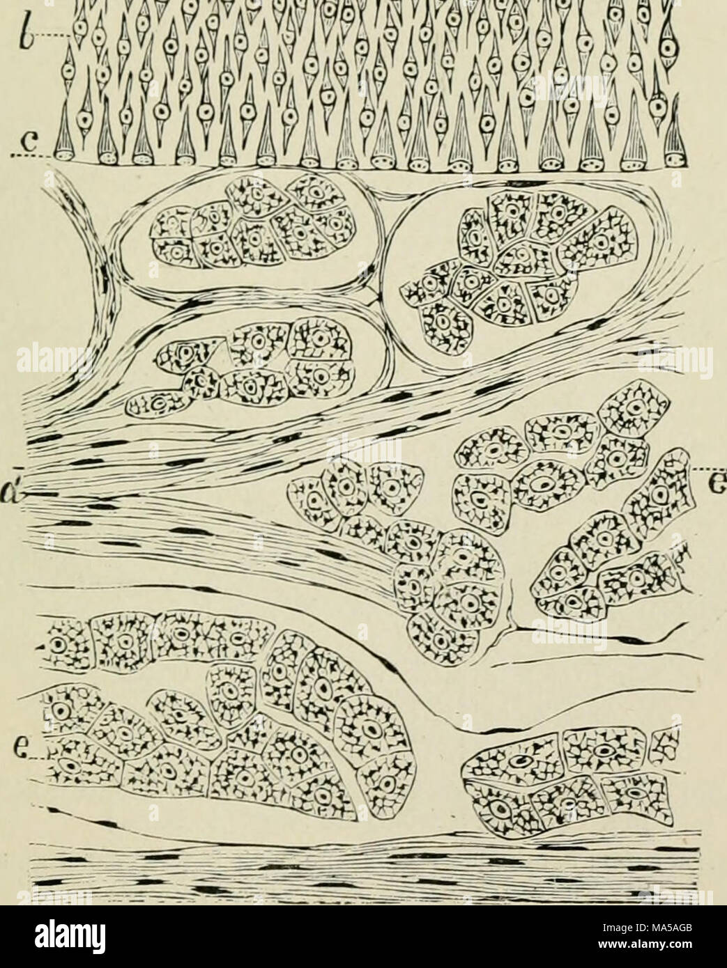 . Elements of histology Stock Photo - Alamy