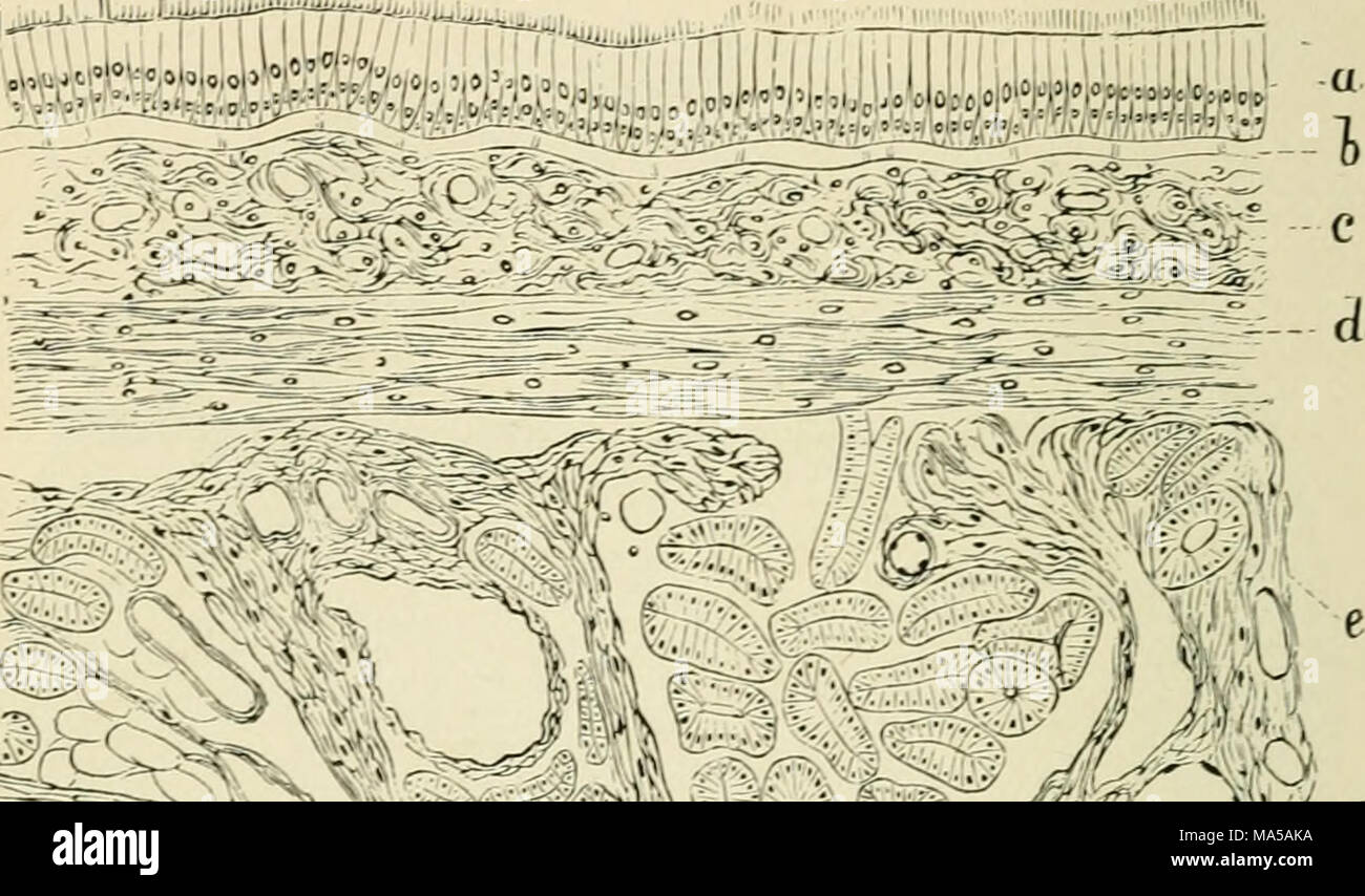 . Elements of histology Stock Photo - Alamy
