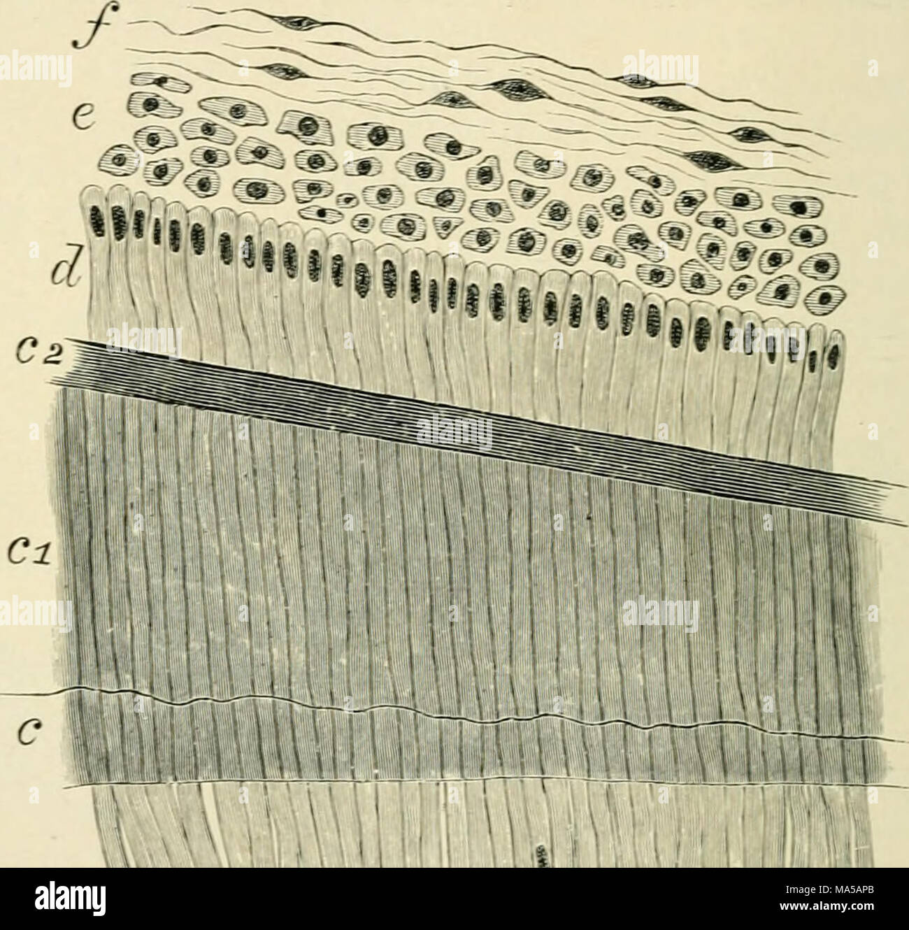 . Elements of histology Stock Photo - Alamy
