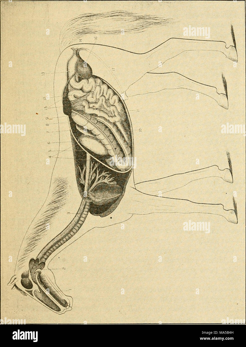 . Elements of hippology Stock Photo - Alamy