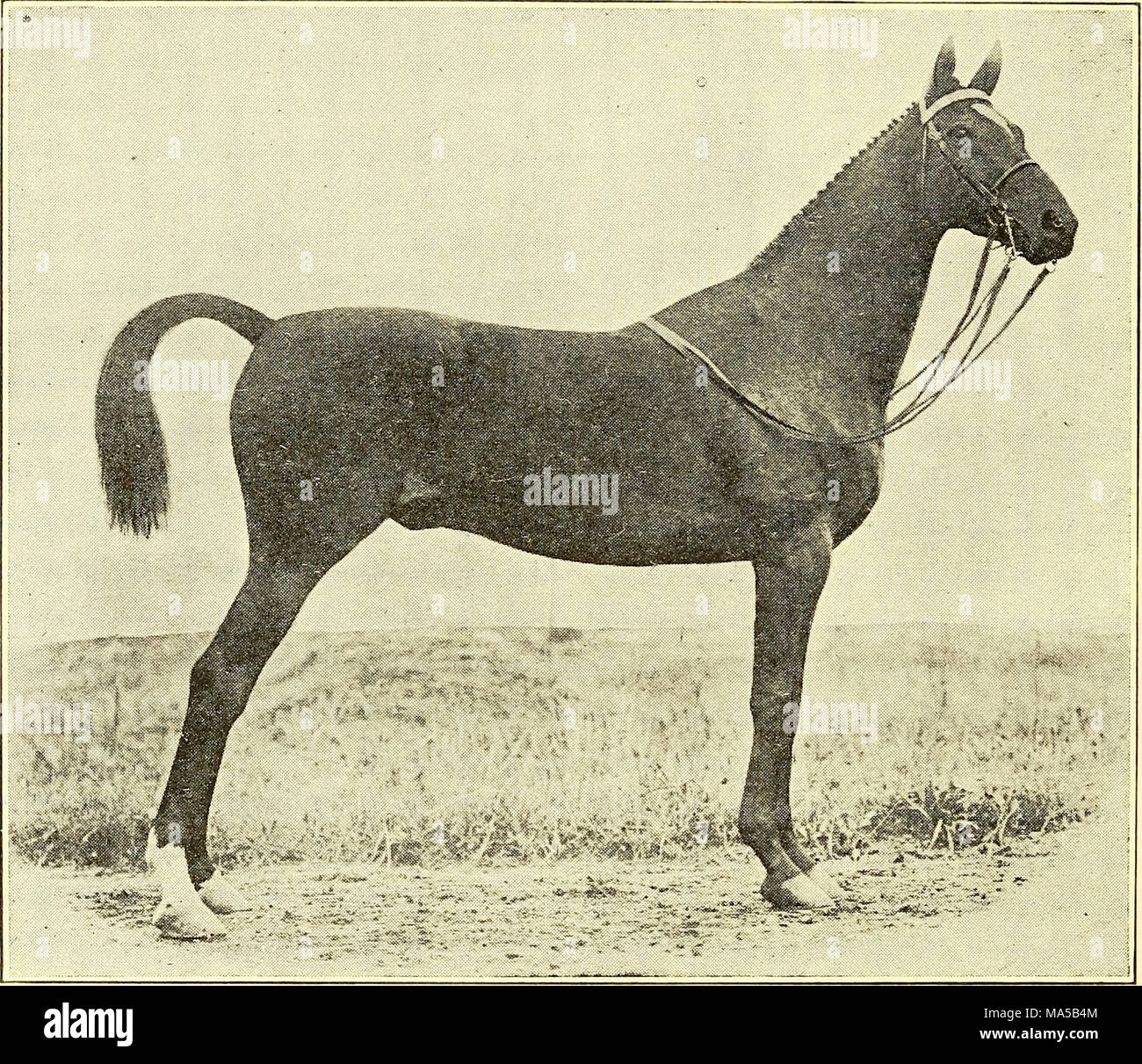 . Elements of hippology Stock Photo - Alamy