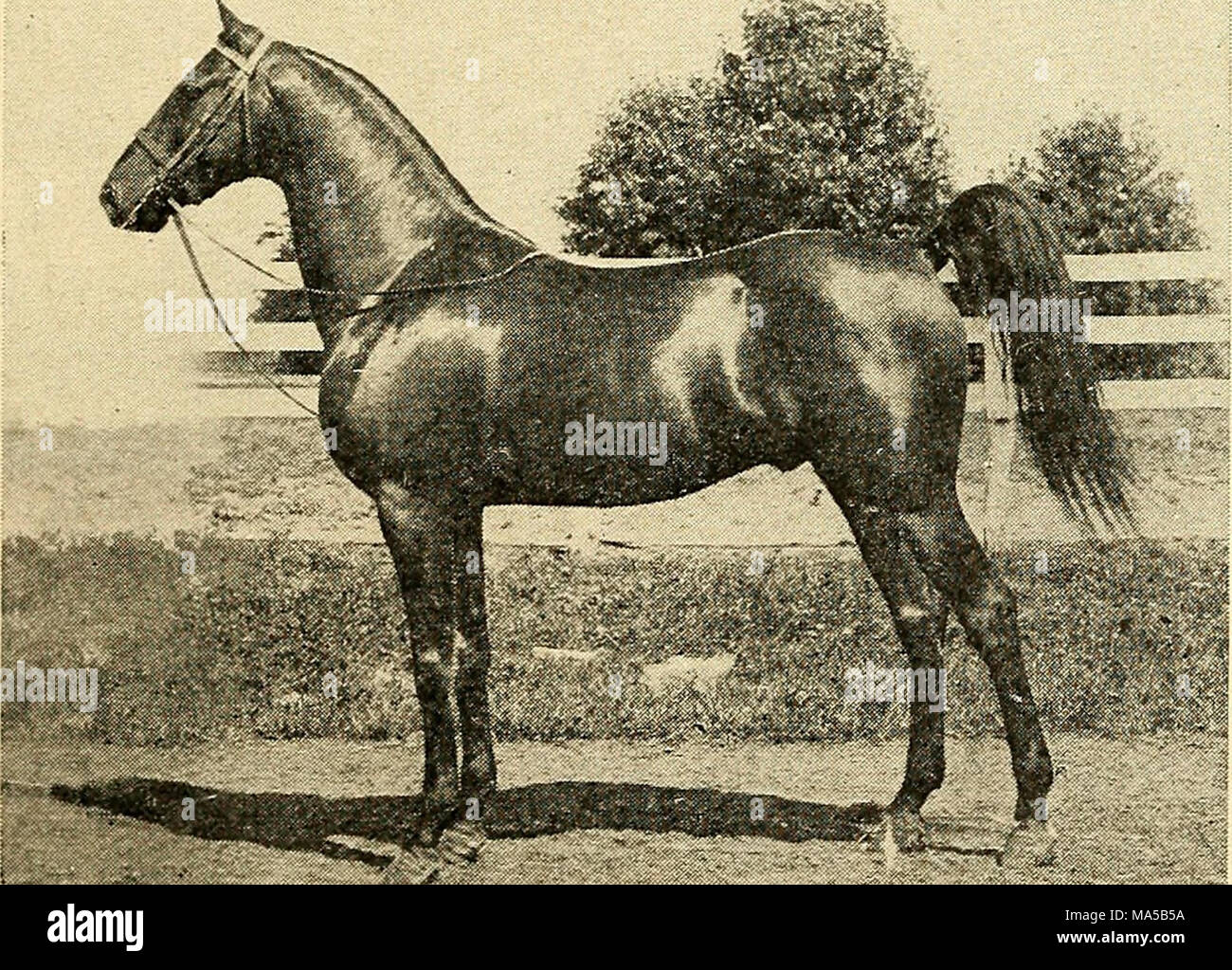 . Elements of hippology Stock Photo - Alamy