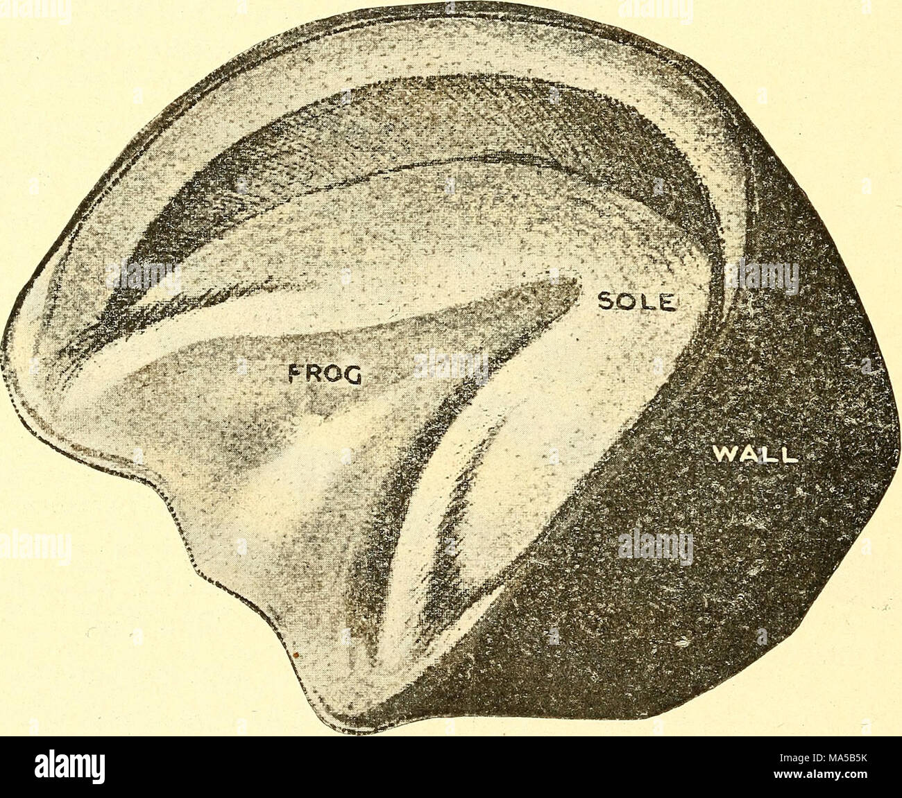 . Elements of hippology Stock Photo - Alamy