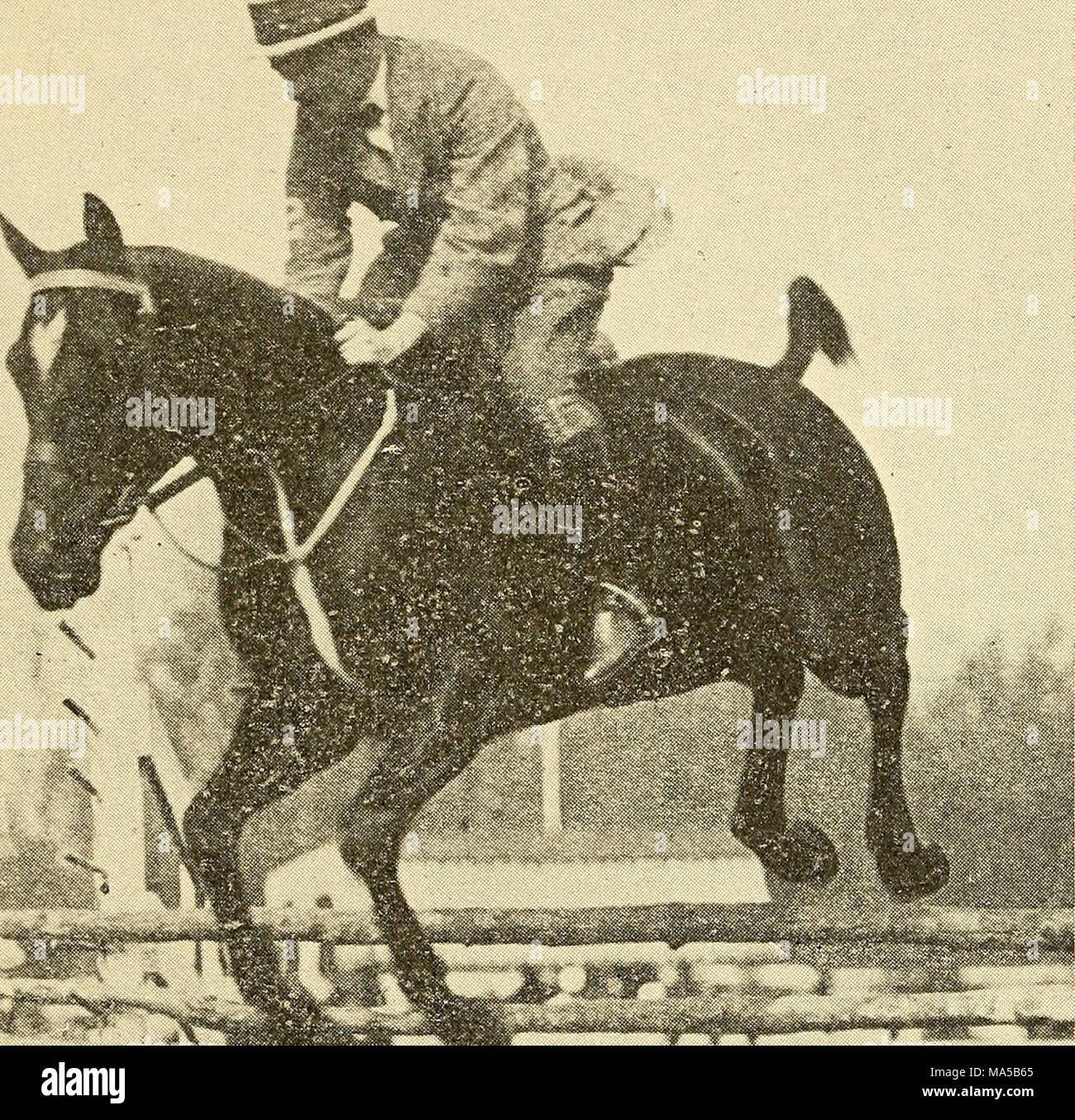 . Elements of hippology Stock Photo - Alamy