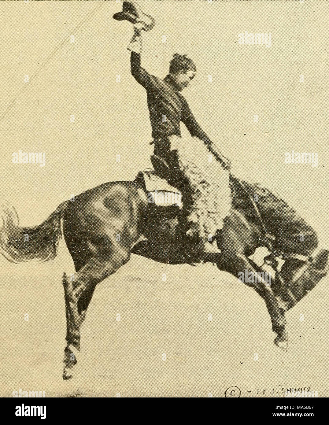 . Elements of hippology Stock Photo - Alamy