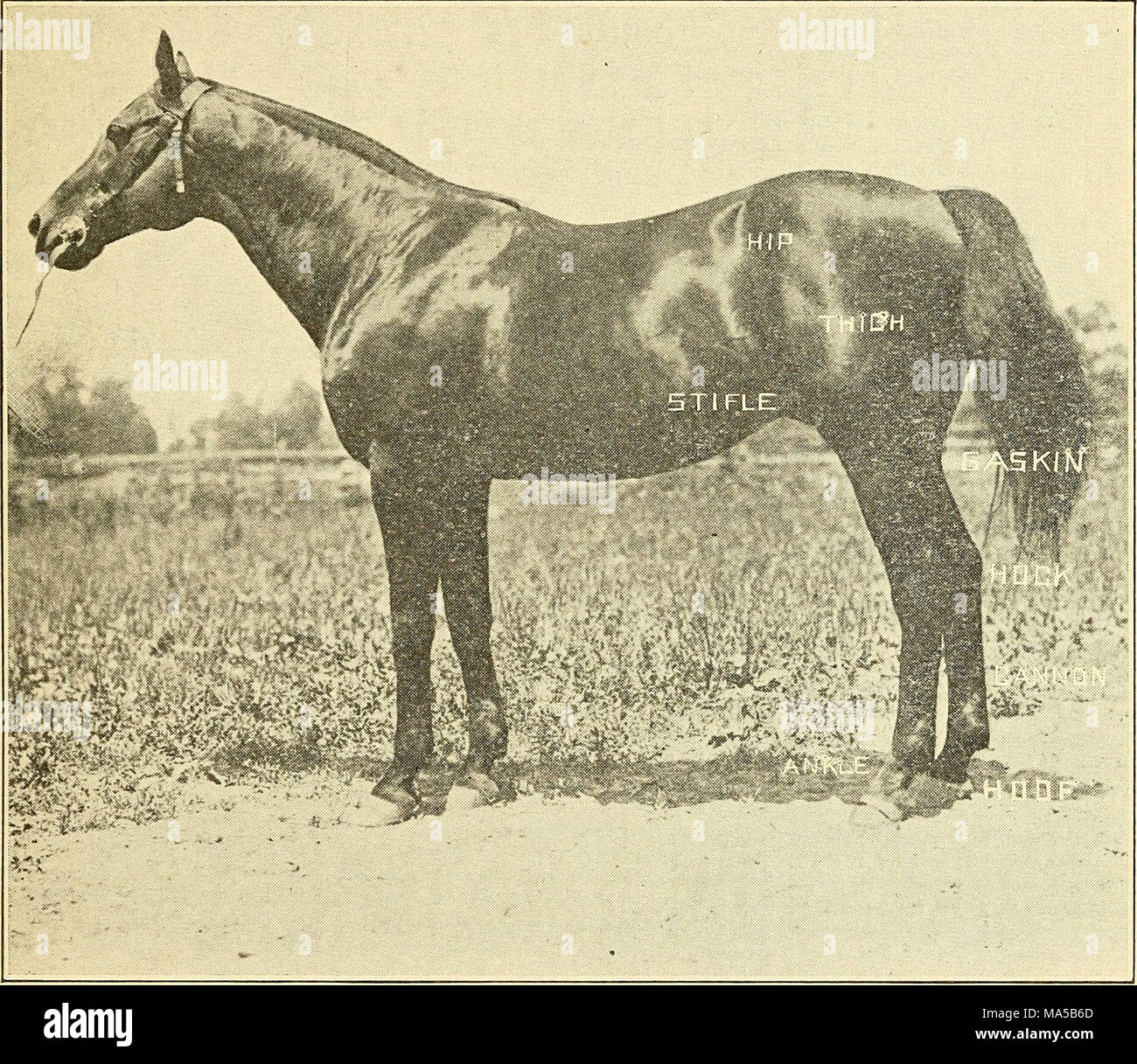 . Elements of hippology Stock Photo - Alamy