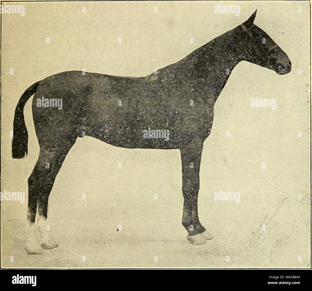 . Elements of hippology Stock Photo - Alamy