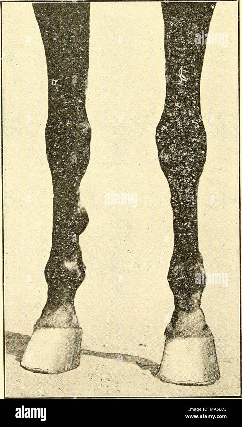 . Elements of hippology Stock Photo - Alamy