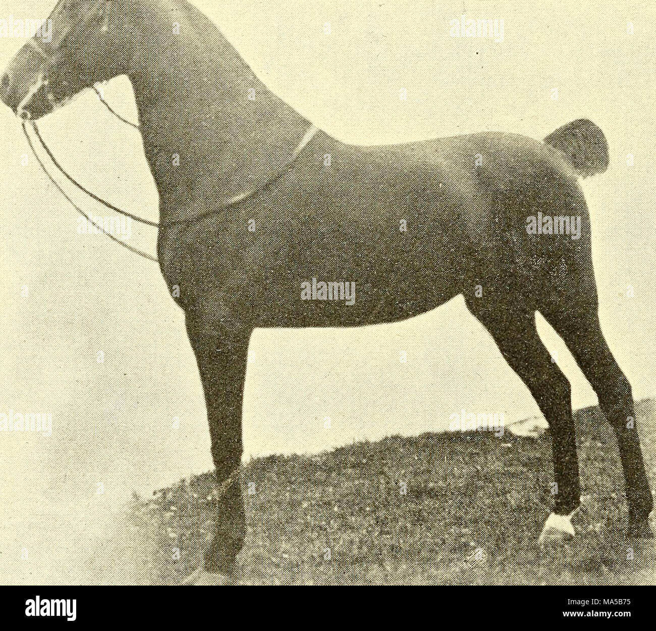 . Elements of hippology Stock Photo - Alamy