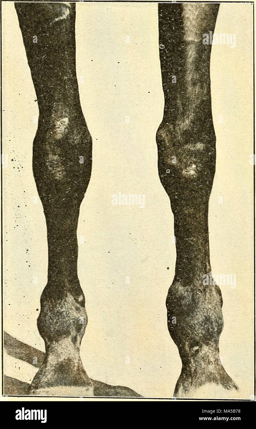 . Elements of hippology Stock Photo - Alamy