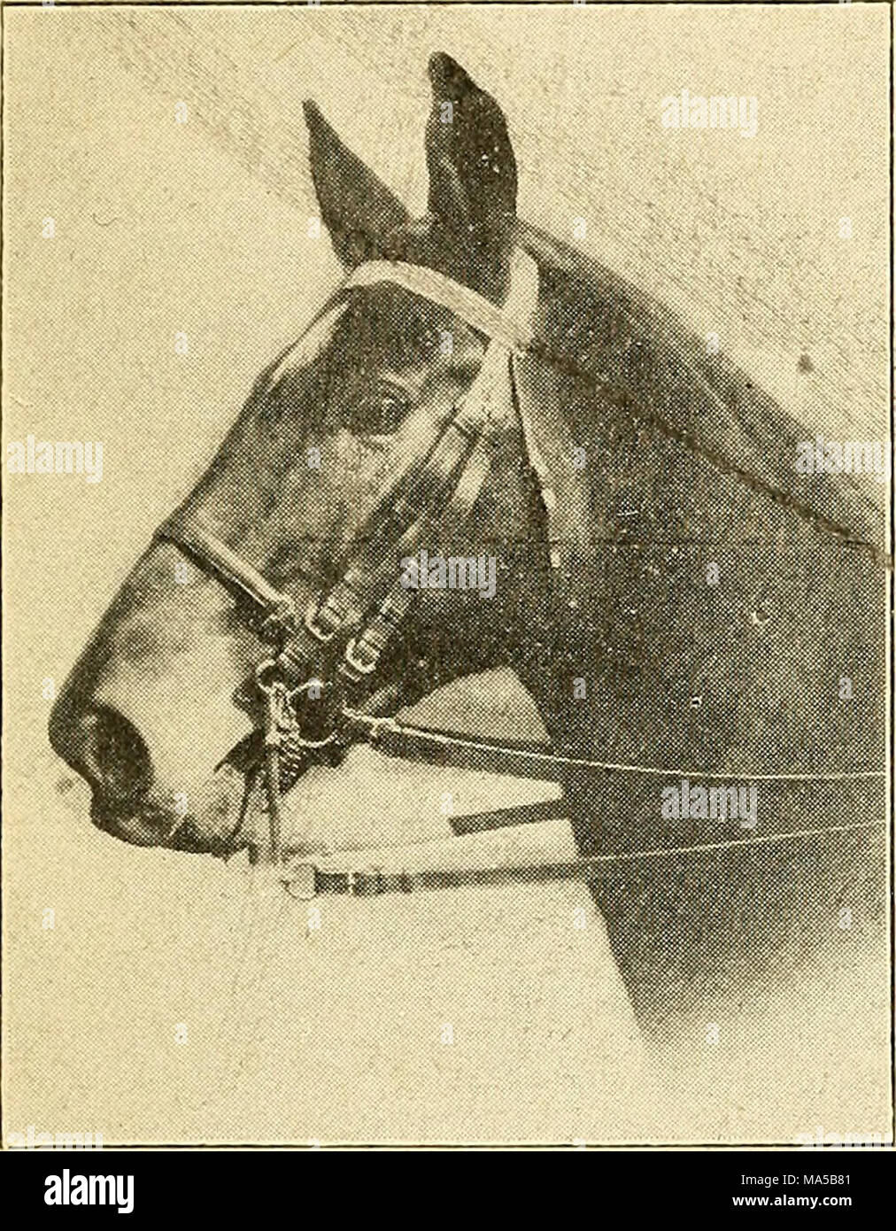 . Elements of hippology Stock Photo - Alamy