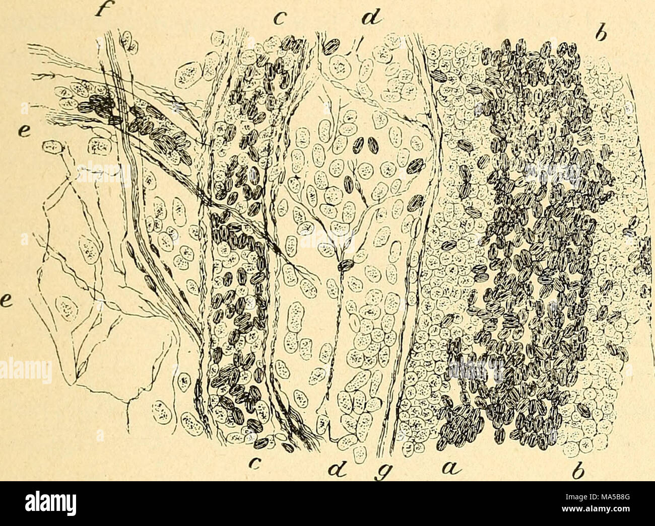 . Elements of hippology Stock Photo - Alamy