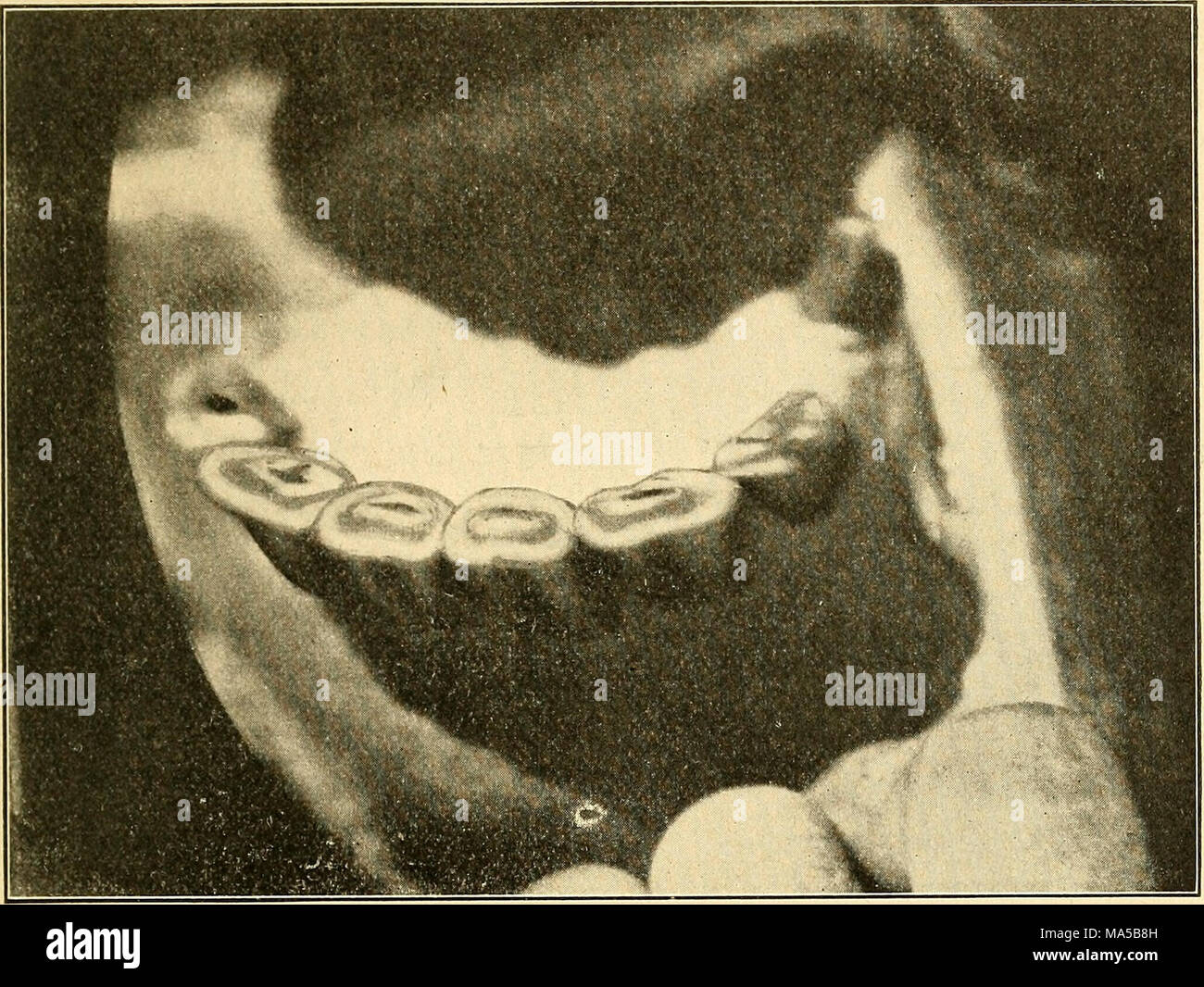 . Elements of hippology Stock Photo - Alamy