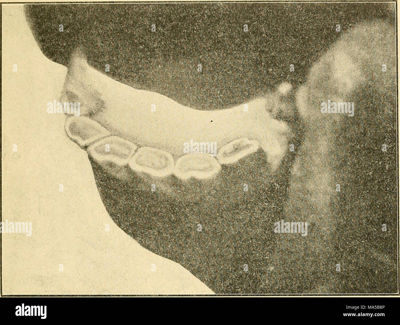 . Elements of hippology Stock Photo - Alamy