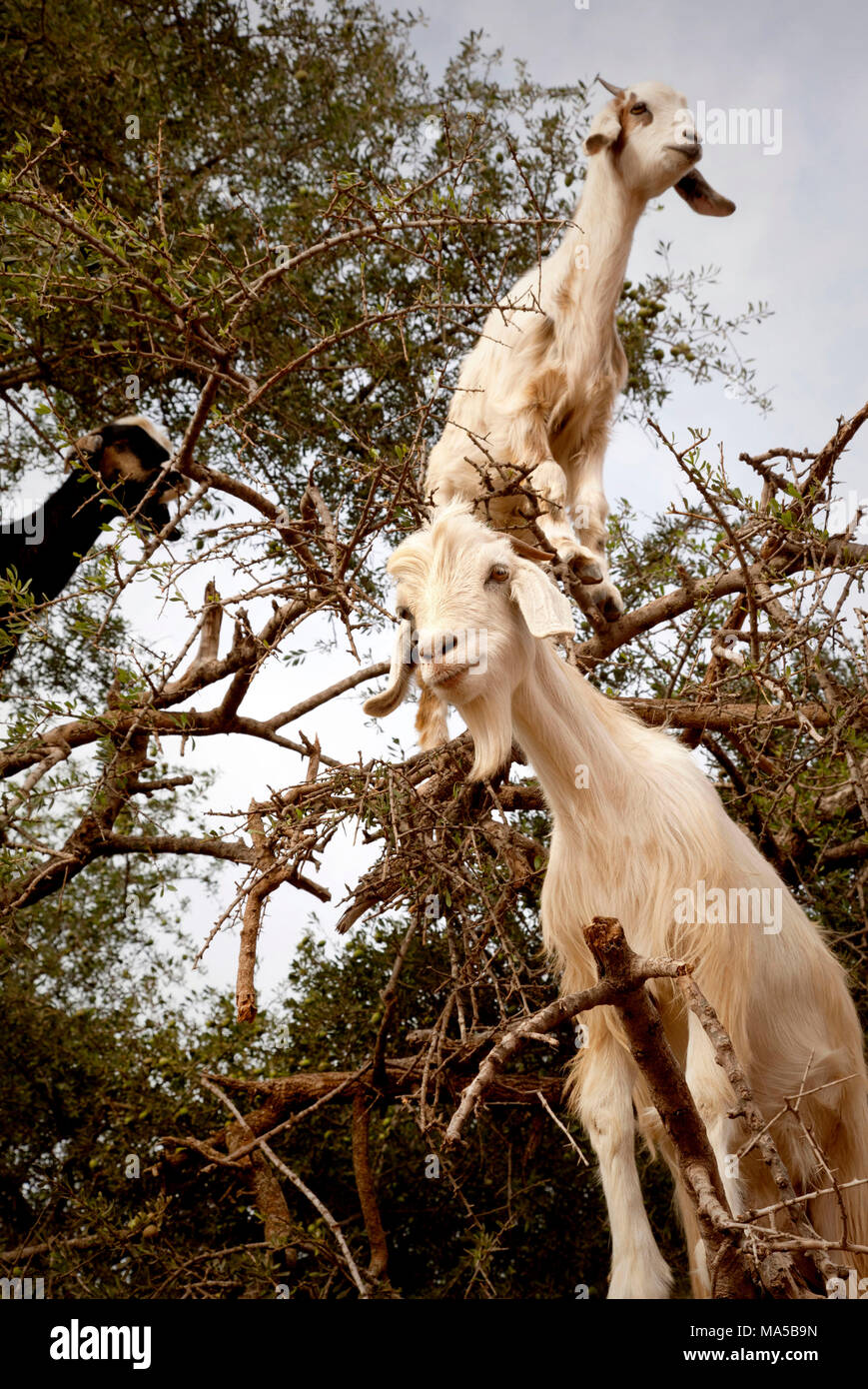 Goats in tree hi-res stock photography and images - Alamy