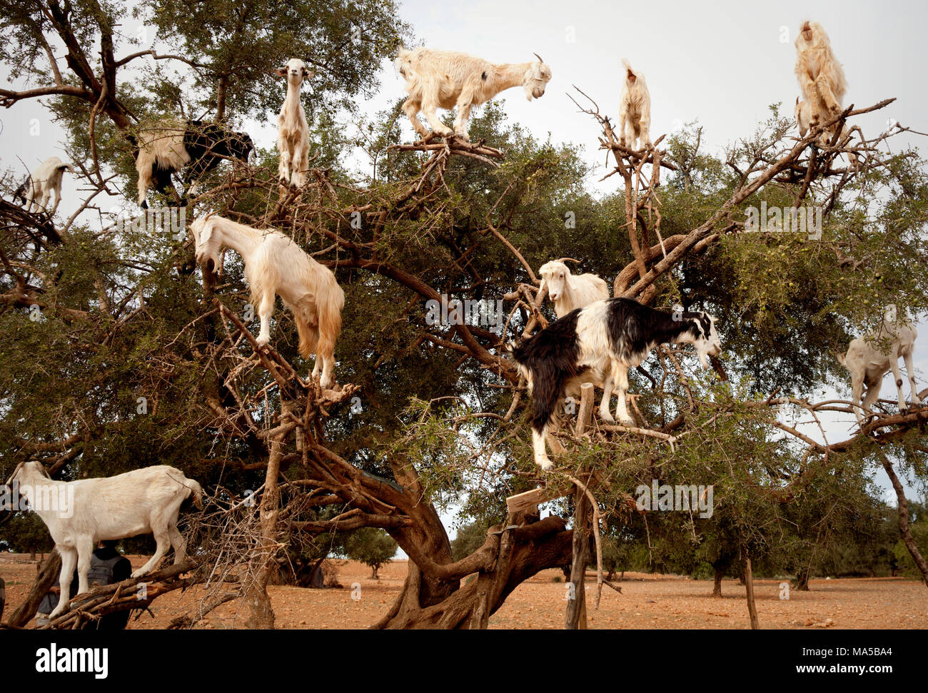Tree Goats Of Morocco High Resolution Stock Photography and Images - Alamy