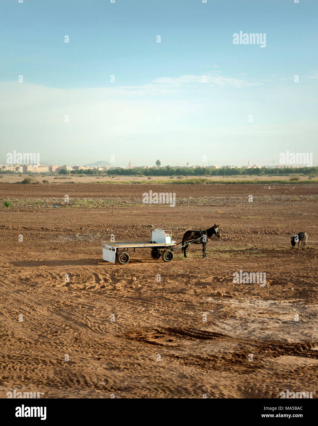 Morocco donkey sand hi-res stock photography and images - Alamy