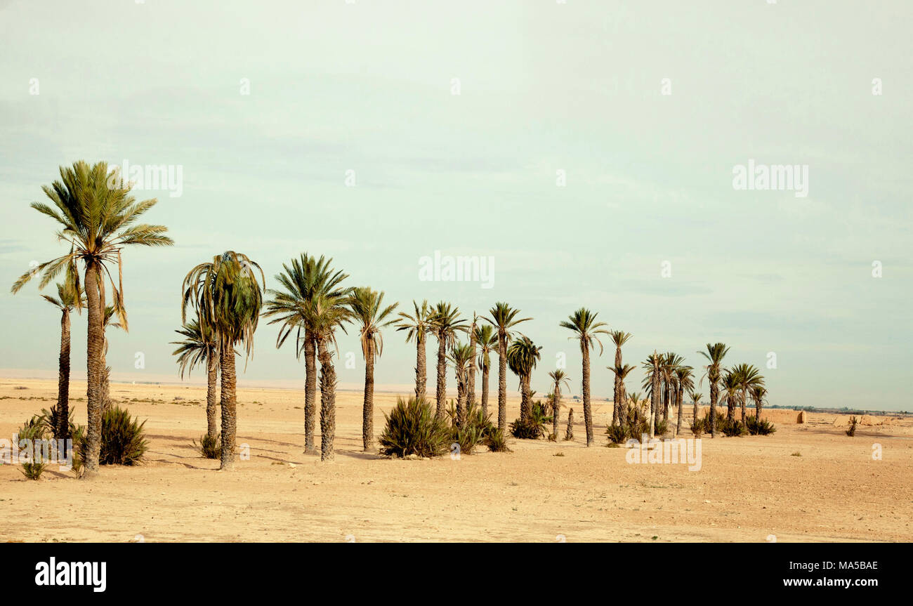 Palm trees, field, landscape, Morocco Stock Photo - Alamy