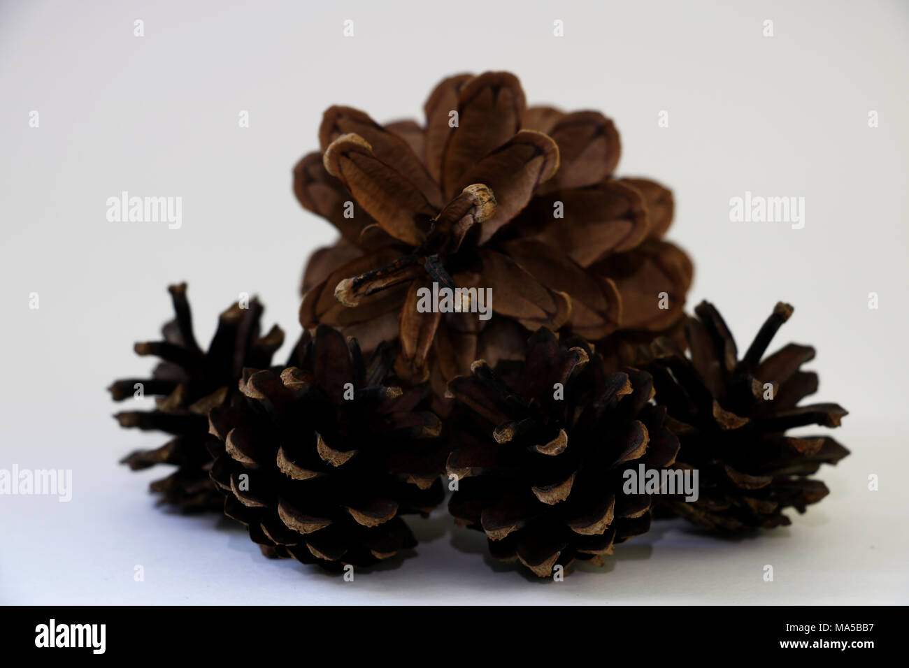 Pine bright cones, isolated on white background Stock Photo - Alamy