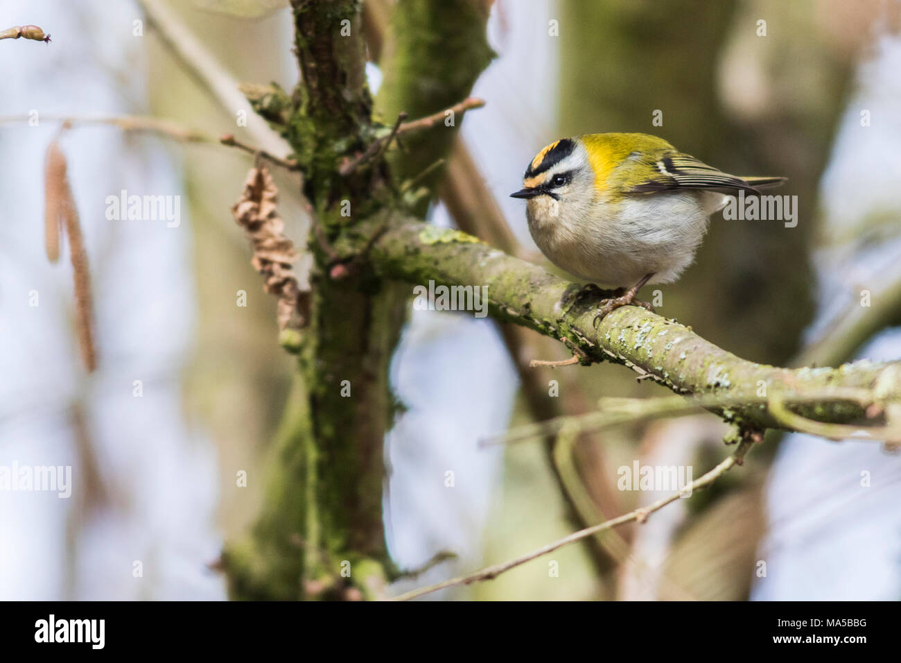 Common firecrest hi-res stock photography and images - Alamy