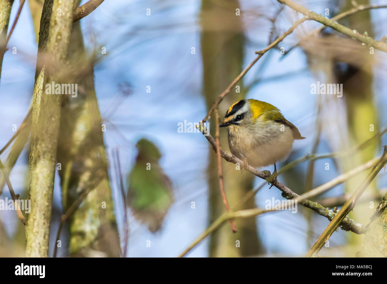 A common firecrest is sitting on a branch Stock Photo - Alamy