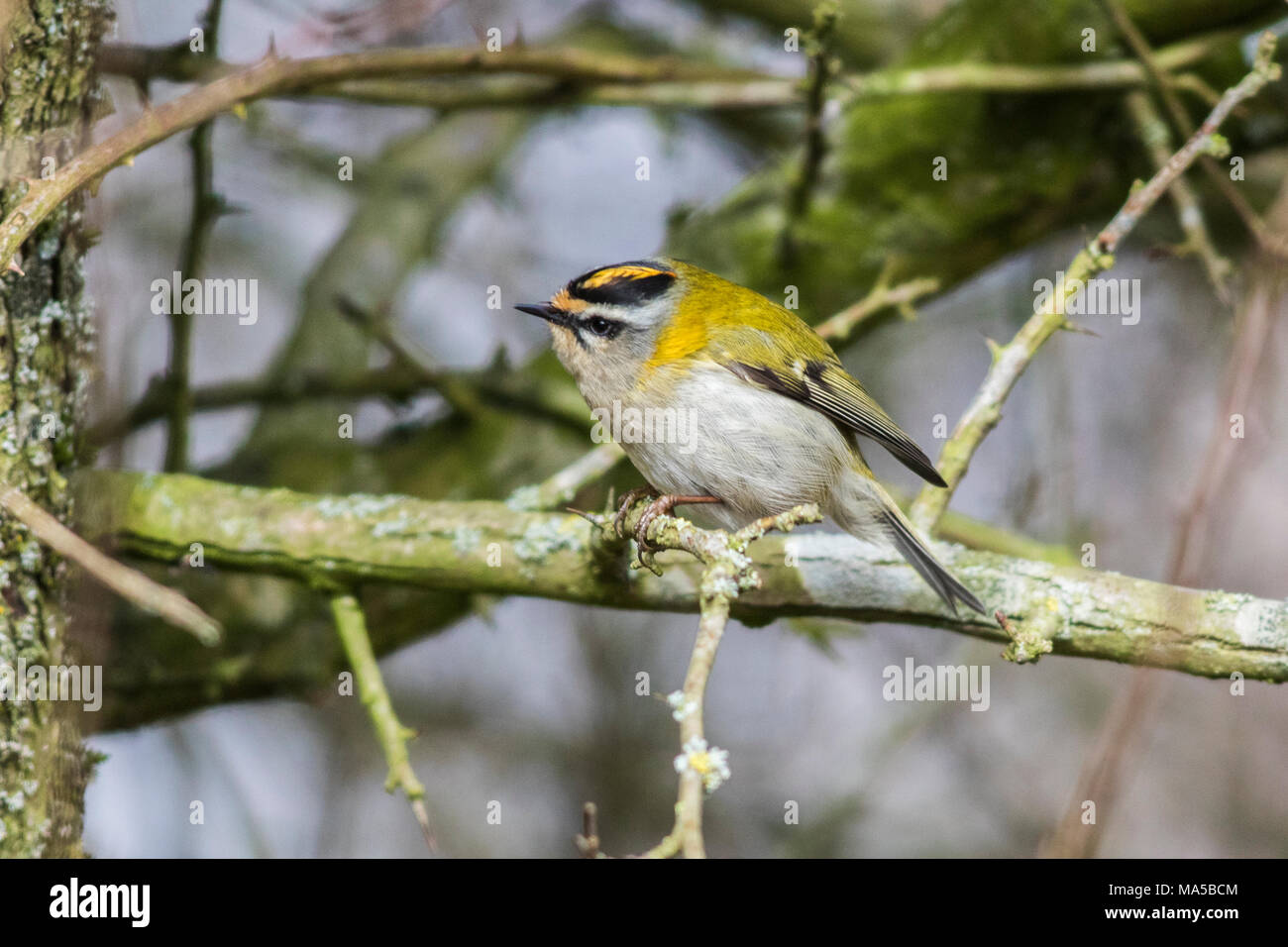 A common firecrest is sitting on a branch Stock Photo - Alamy