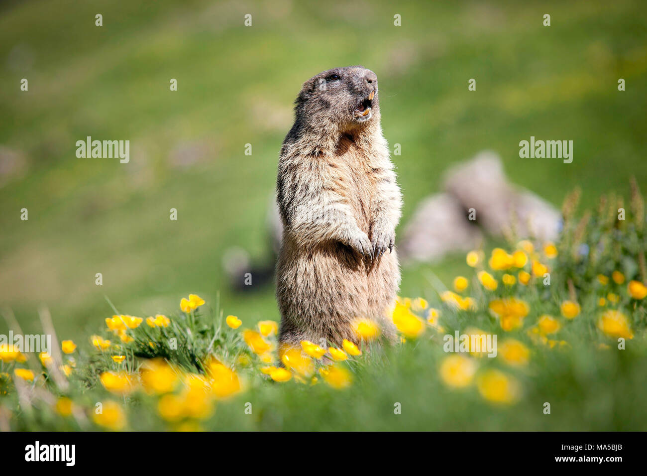 Whistling marmot hi-res stock photography and images - Alamy