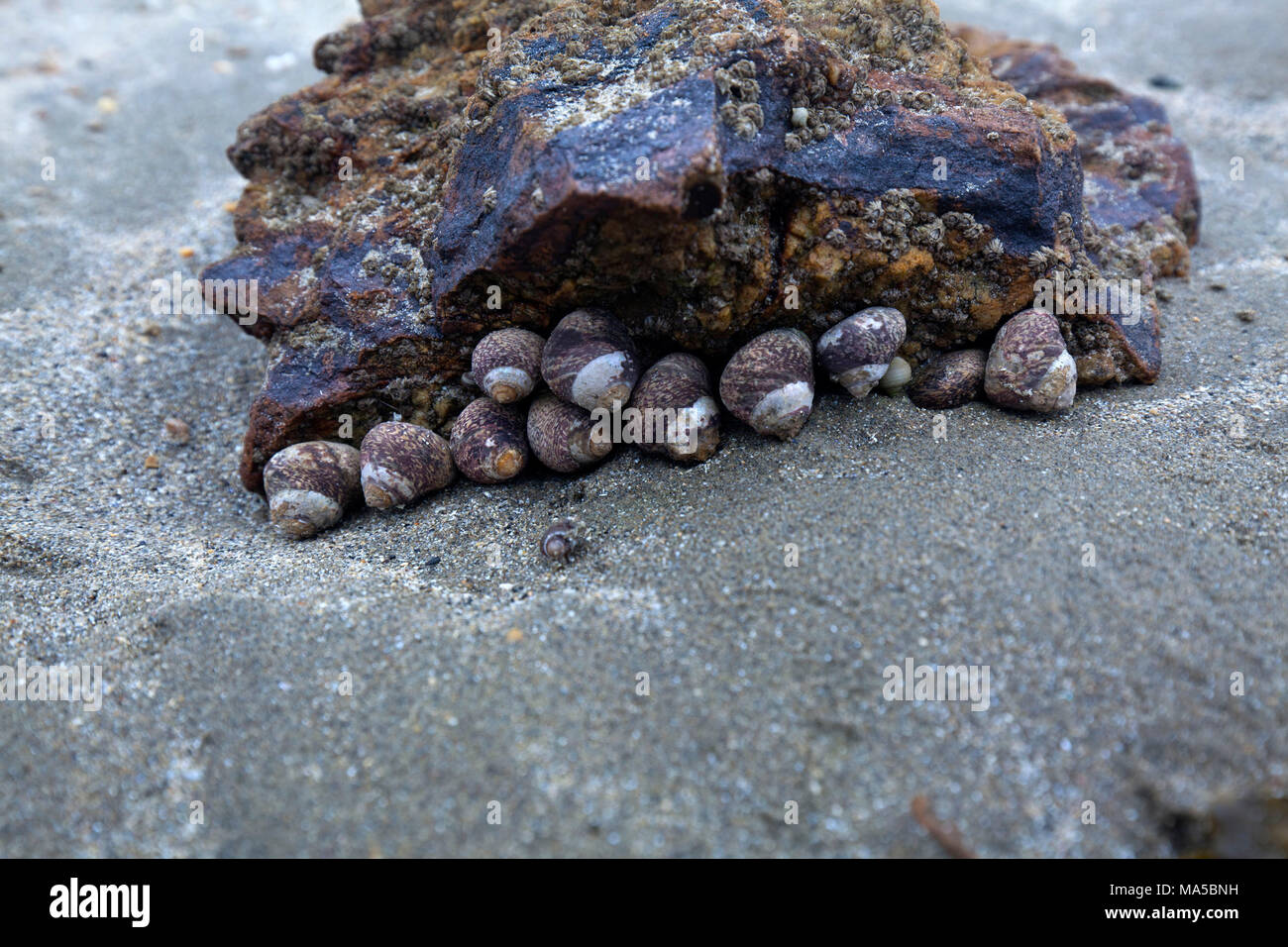 conches seek for shelter because of the flood Stock Photo - Alamy