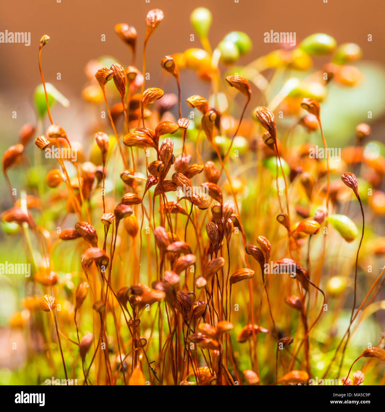Moss spores hi-res stock photography and images - Alamy