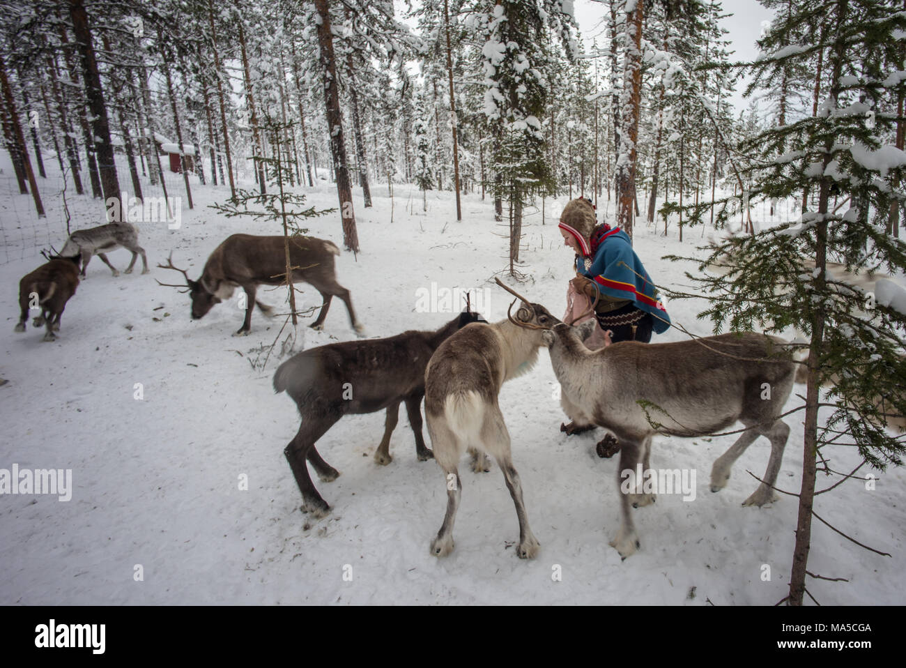 The Sámi people (also spelled Saami) are a Finno-Ugric people ...