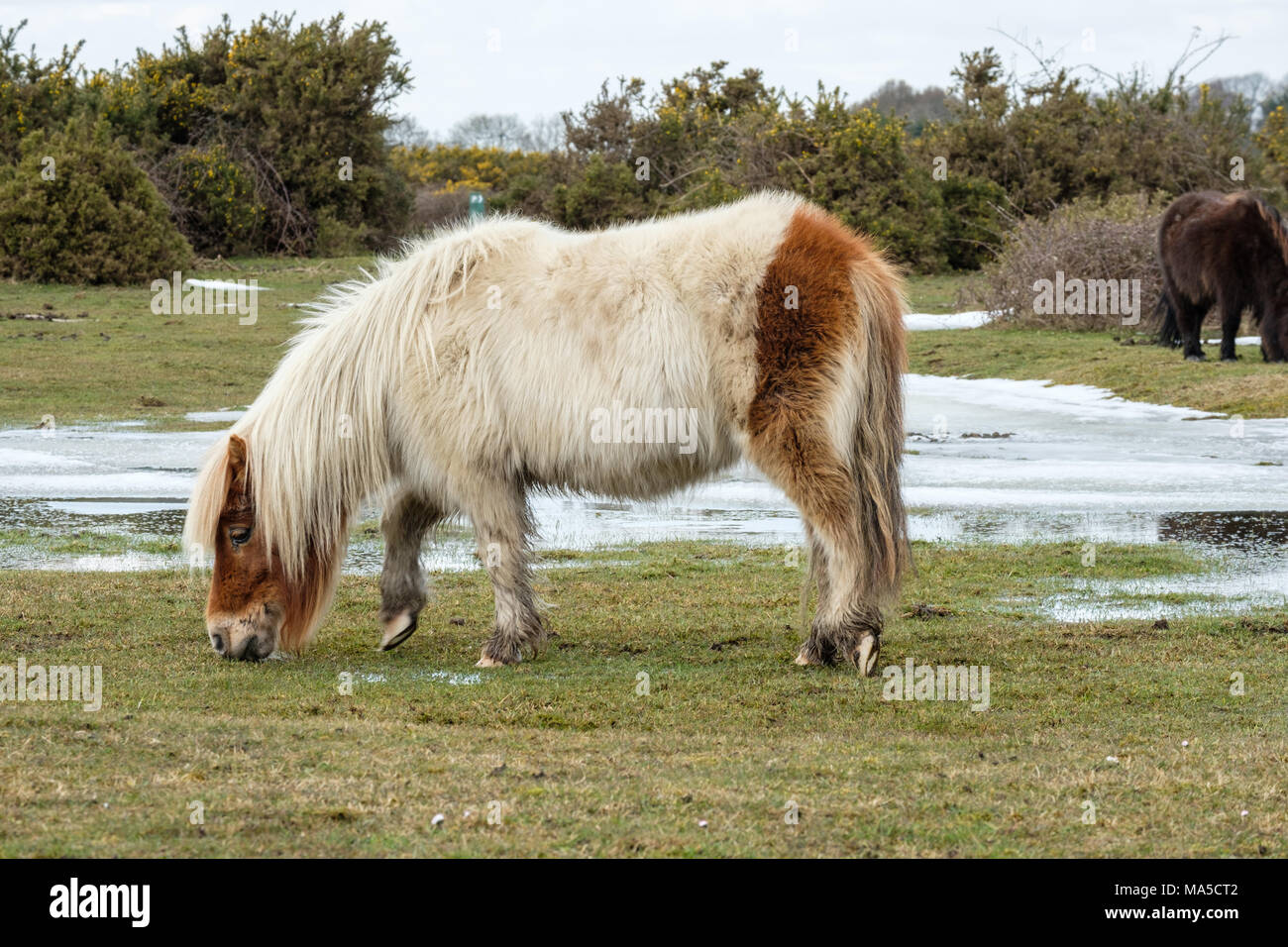 Shetland park hi-res stock photography and images - Alamy
