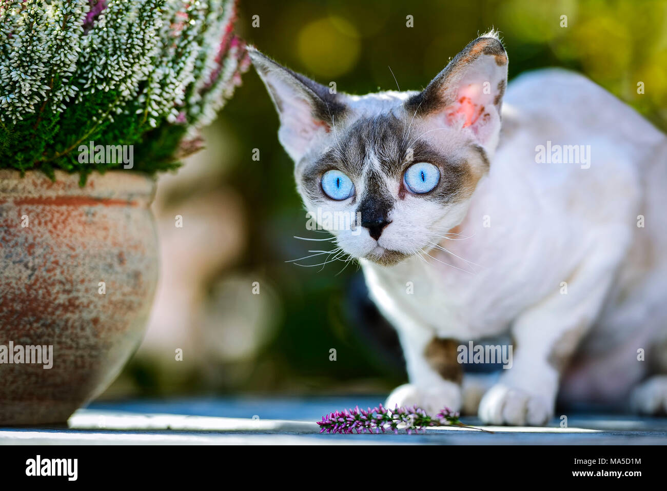 Devon rex hi-res stock photography and images - Alamy