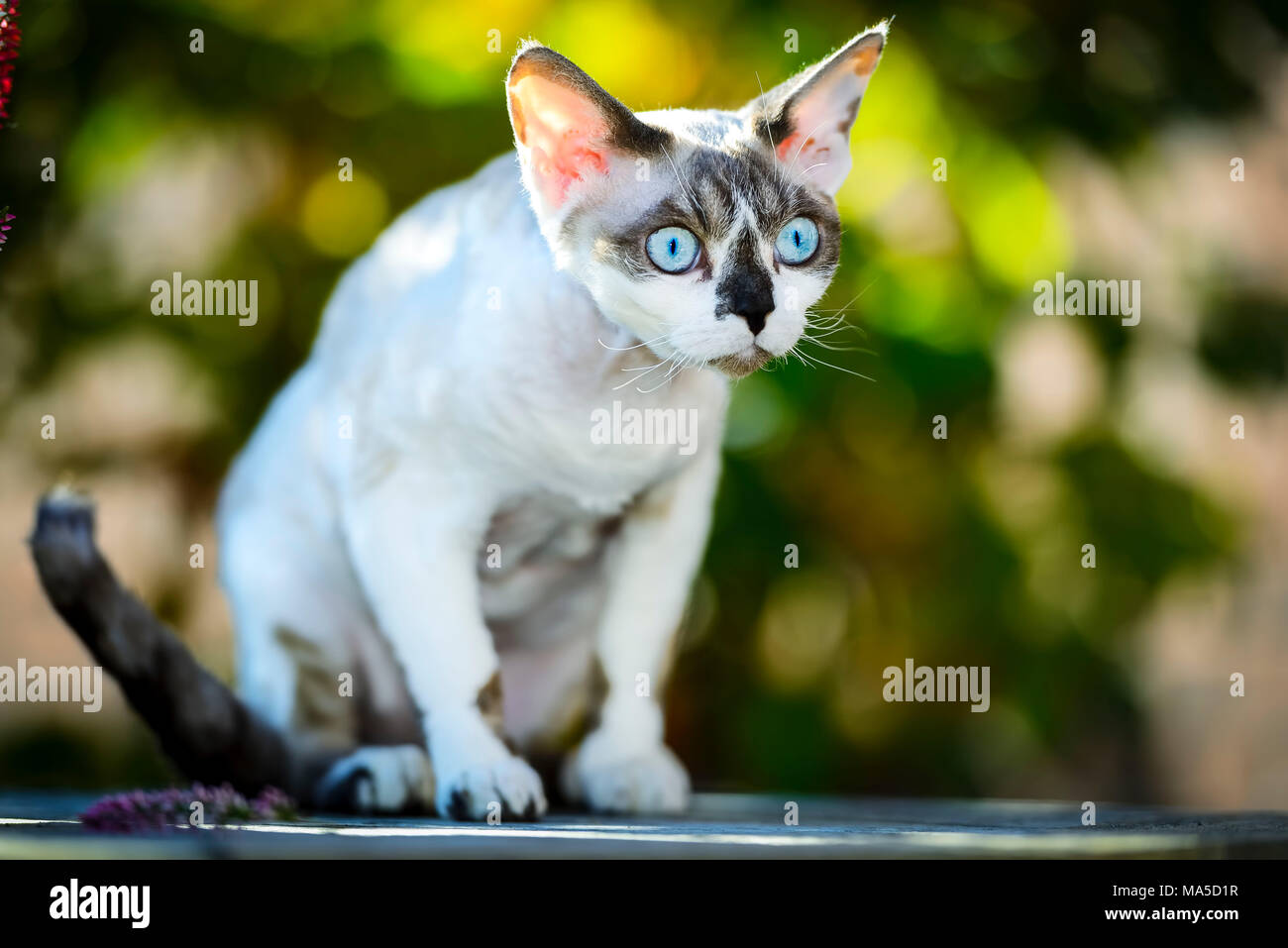 Devon rex cats hi-res stock photography and images - Alamy