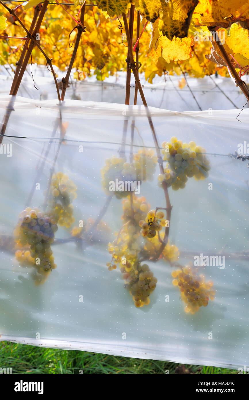 Riesling grapes hi-res stock photography and images - Alamy