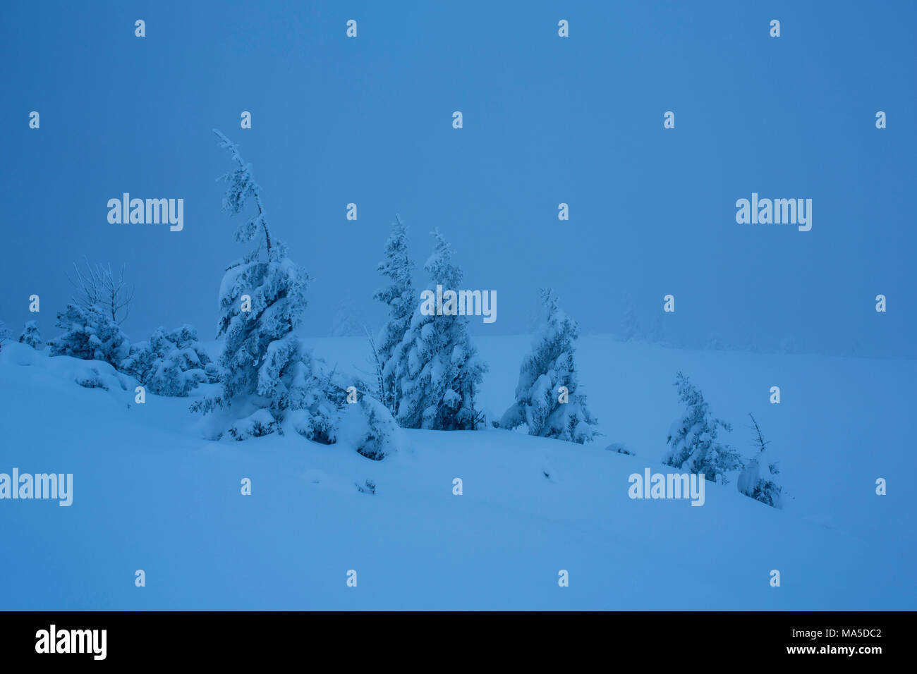 Icy conifer trees at the Hirschberg, Bavarian Alps, Bavaria, Germany ...