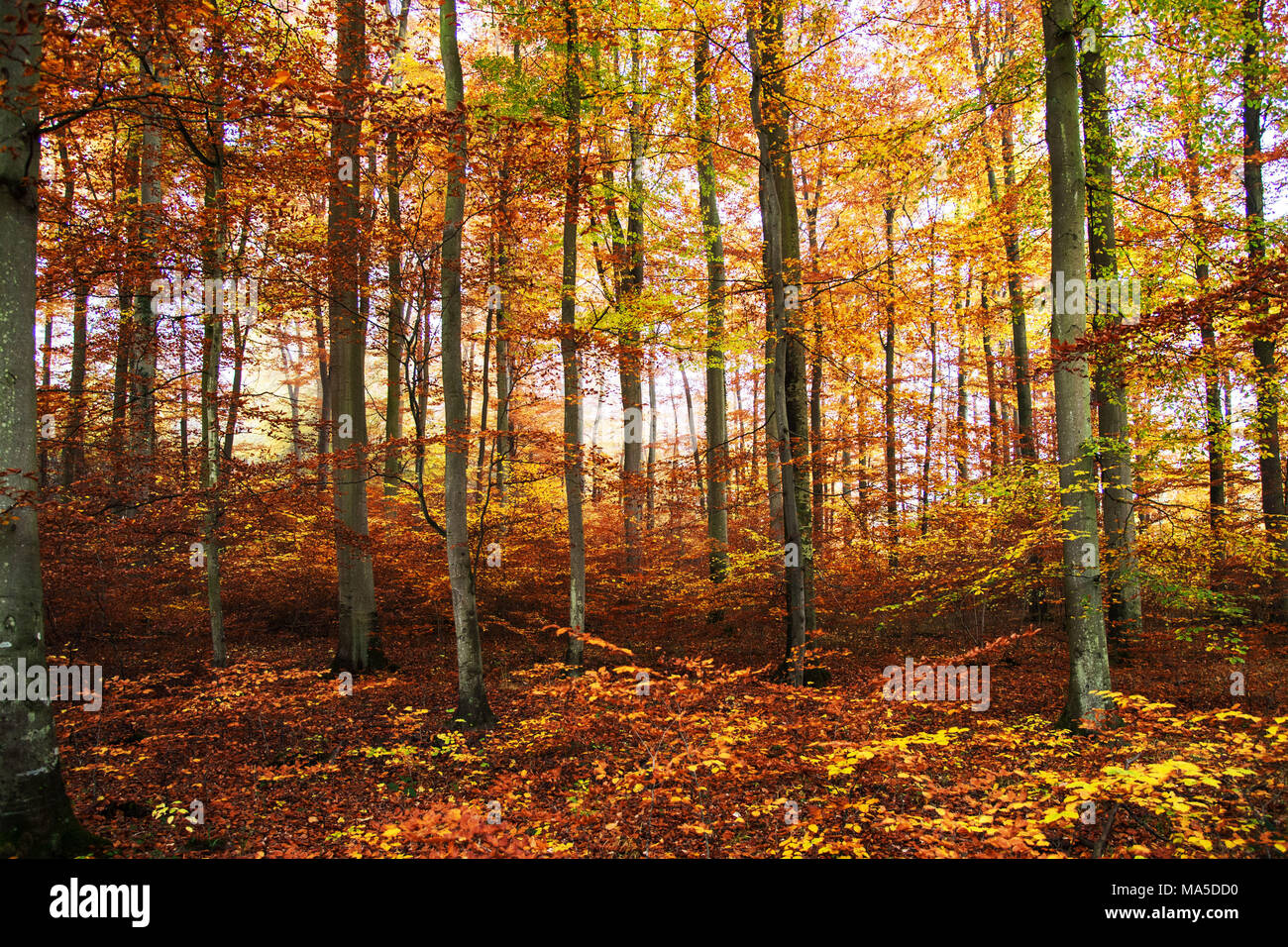 Autumn forest in Germany with colorful foliage Stock Photo - Alamy