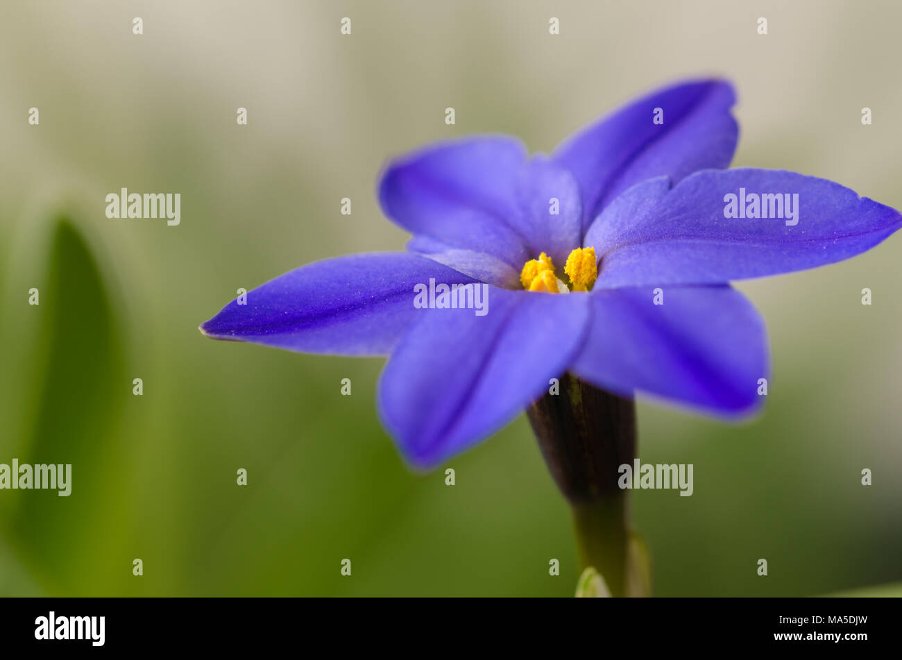Blue Star Blossom High Resolution Stock Photography and Images - Alamy