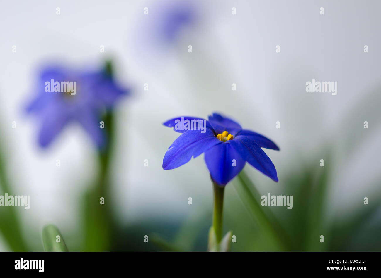 Spring star flower is a blue bulbous flower that blooms in the spring ...