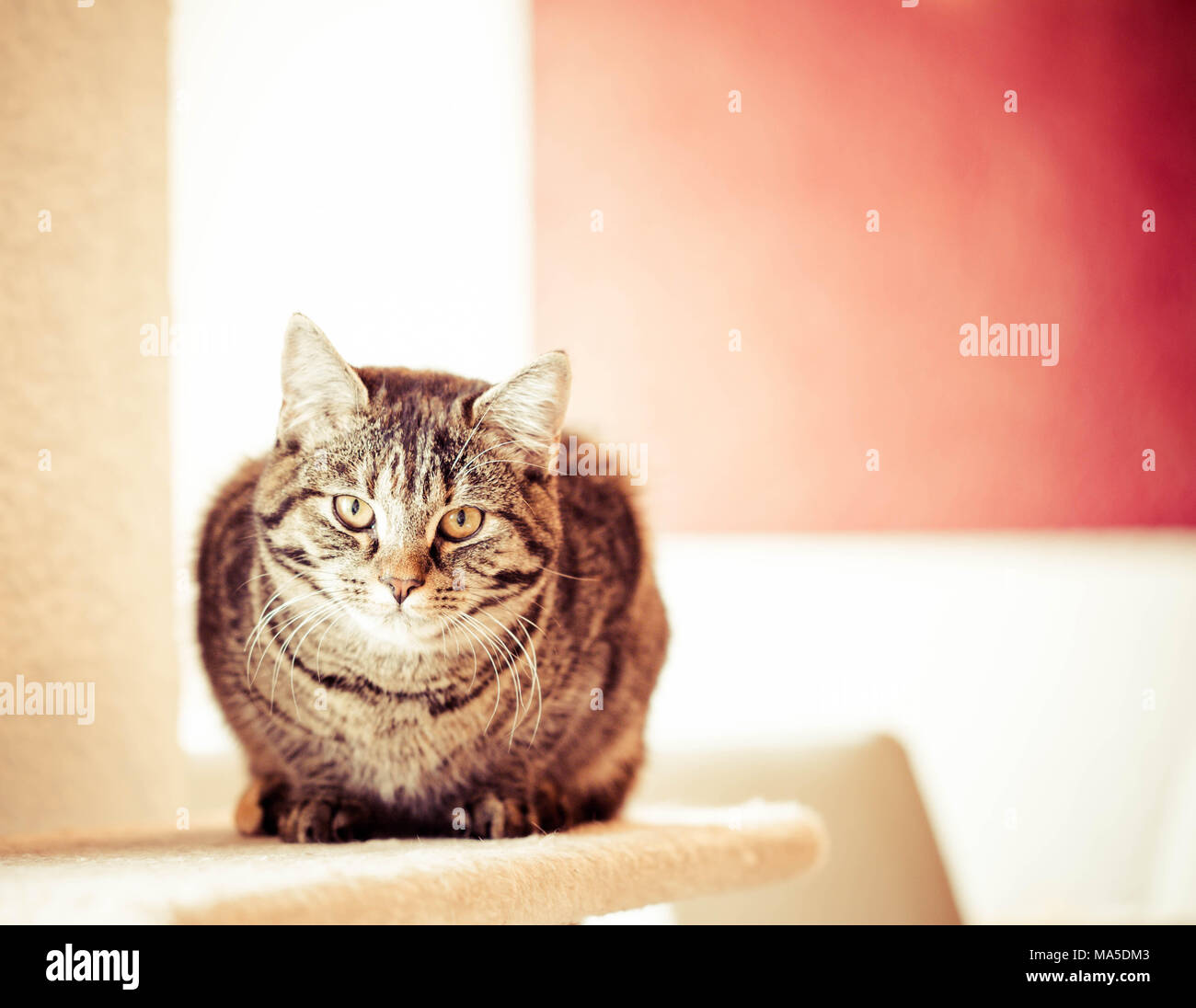 Grey cat hi-res stock photography and images - Alamy
