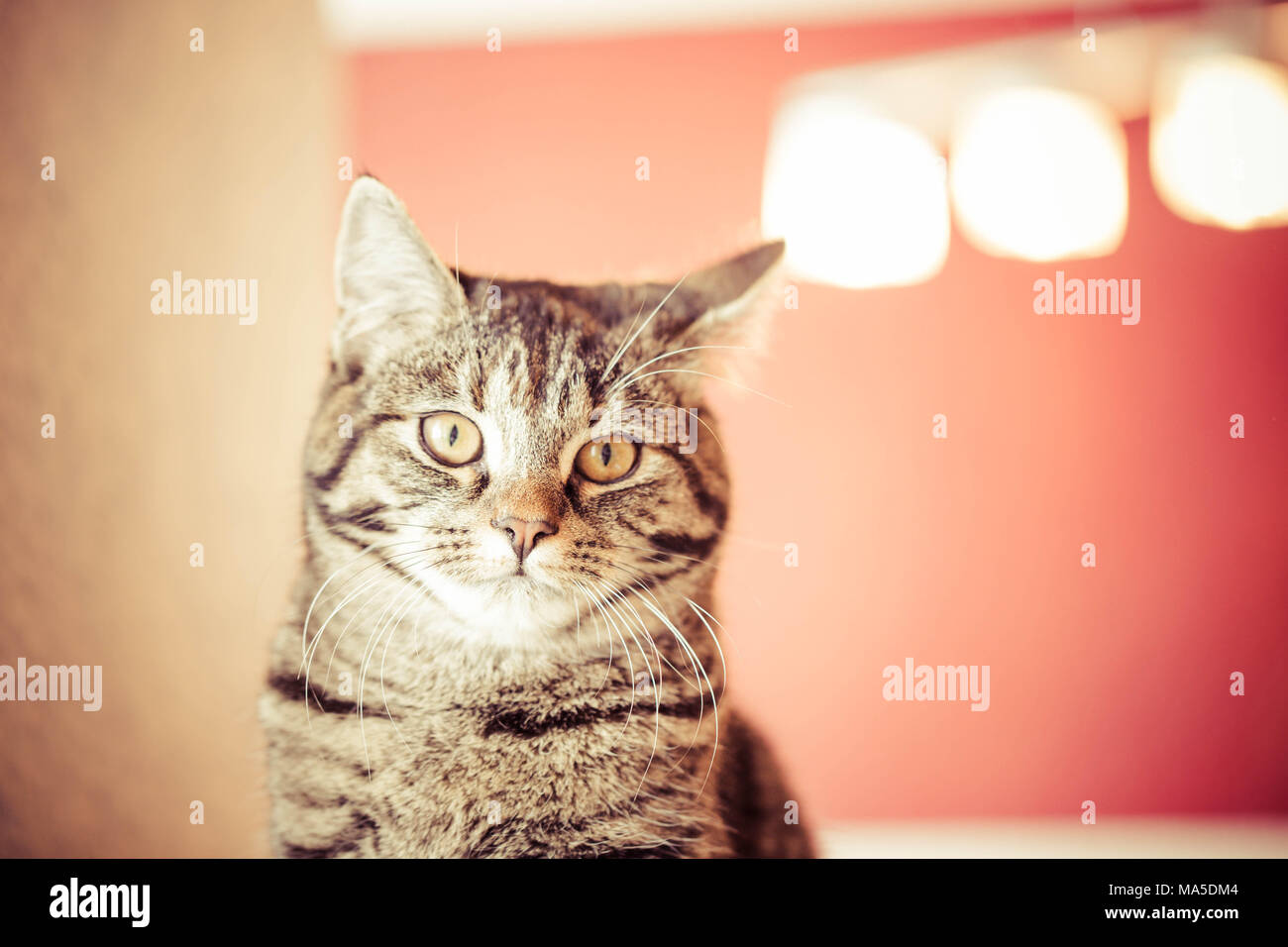 Grey cat hi-res stock photography and images - Alamy