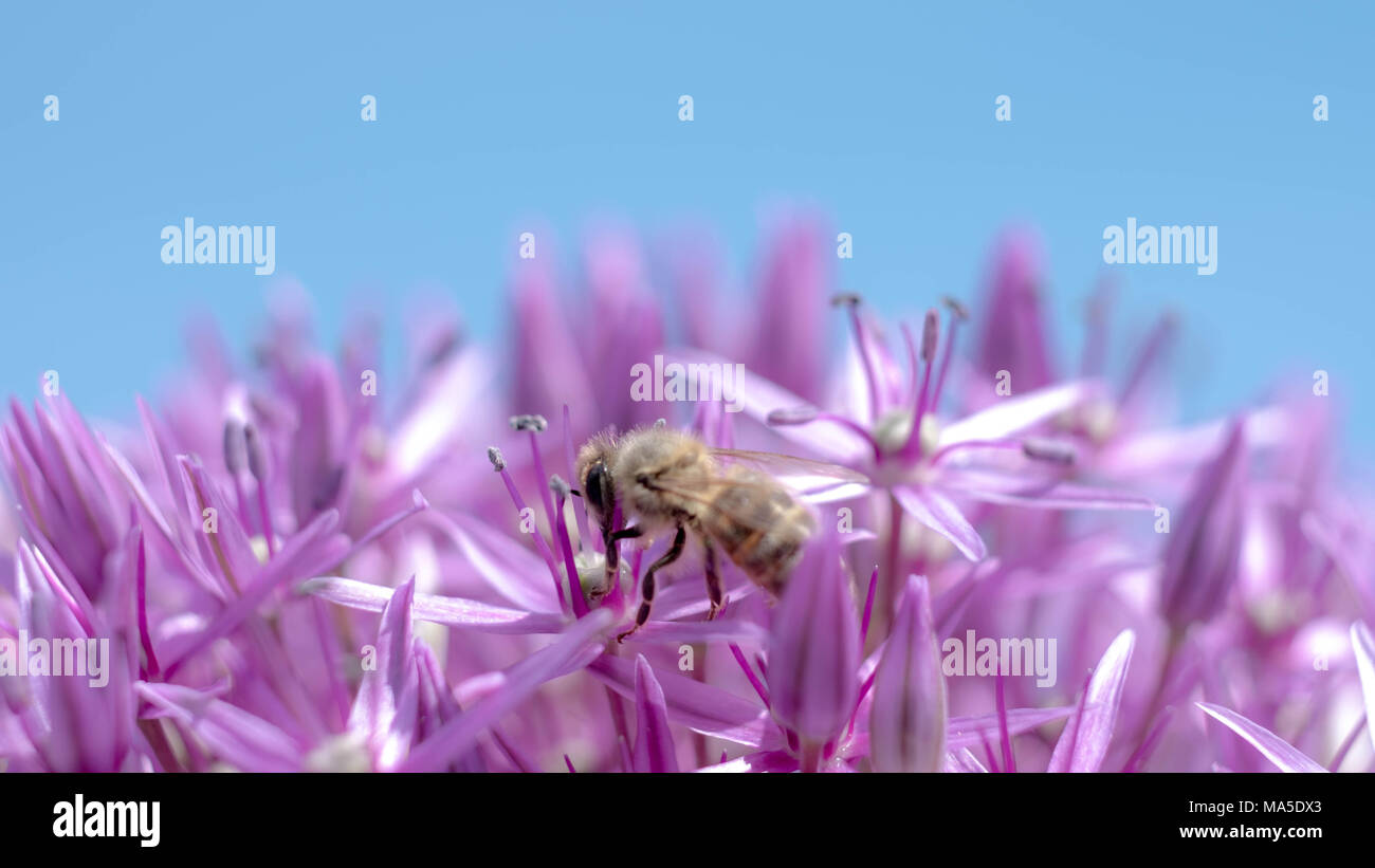 Bee on giant allium Stock Photo - Alamy